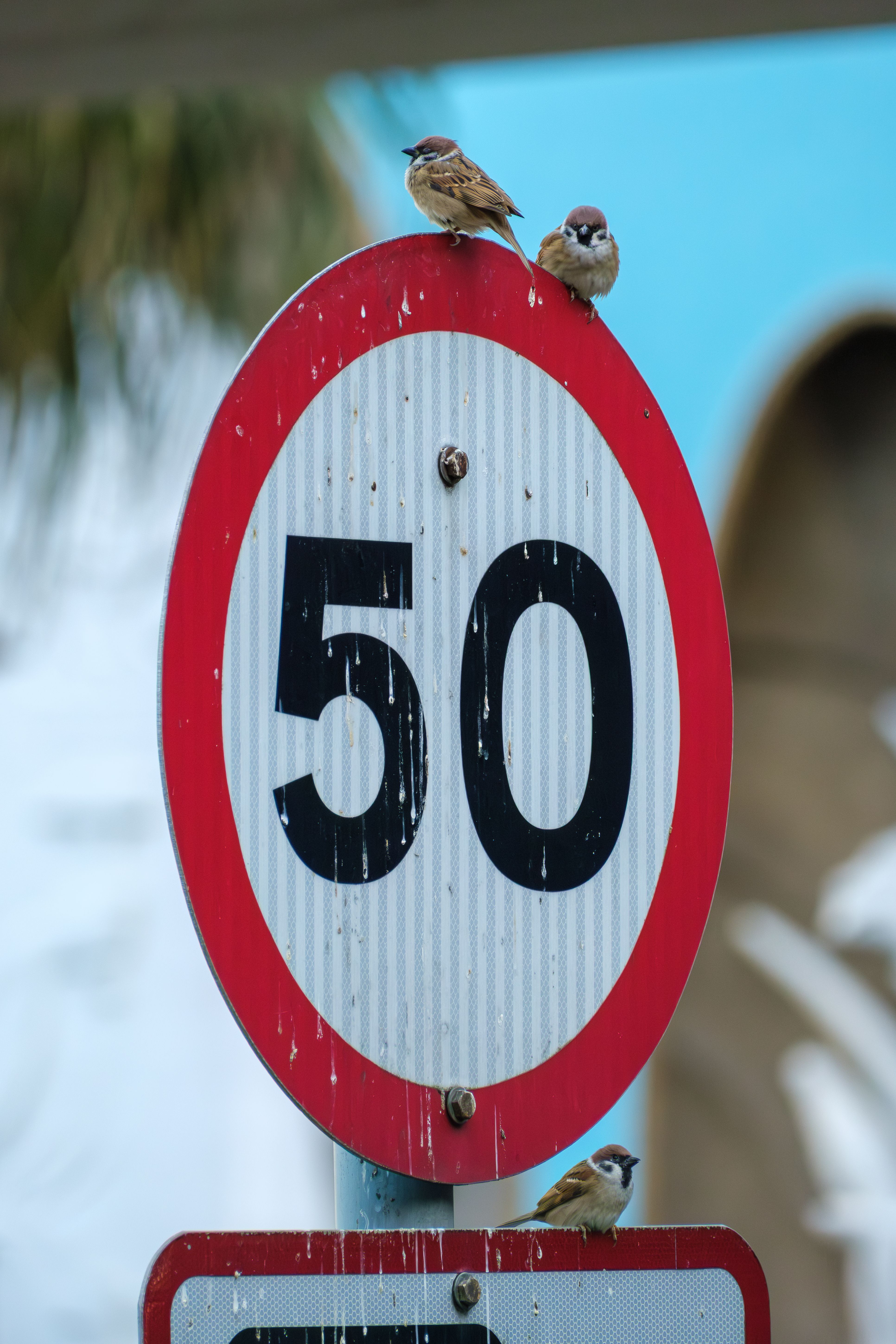 Sparrows Perched on Speed Limit Sign · Free Stock Photo