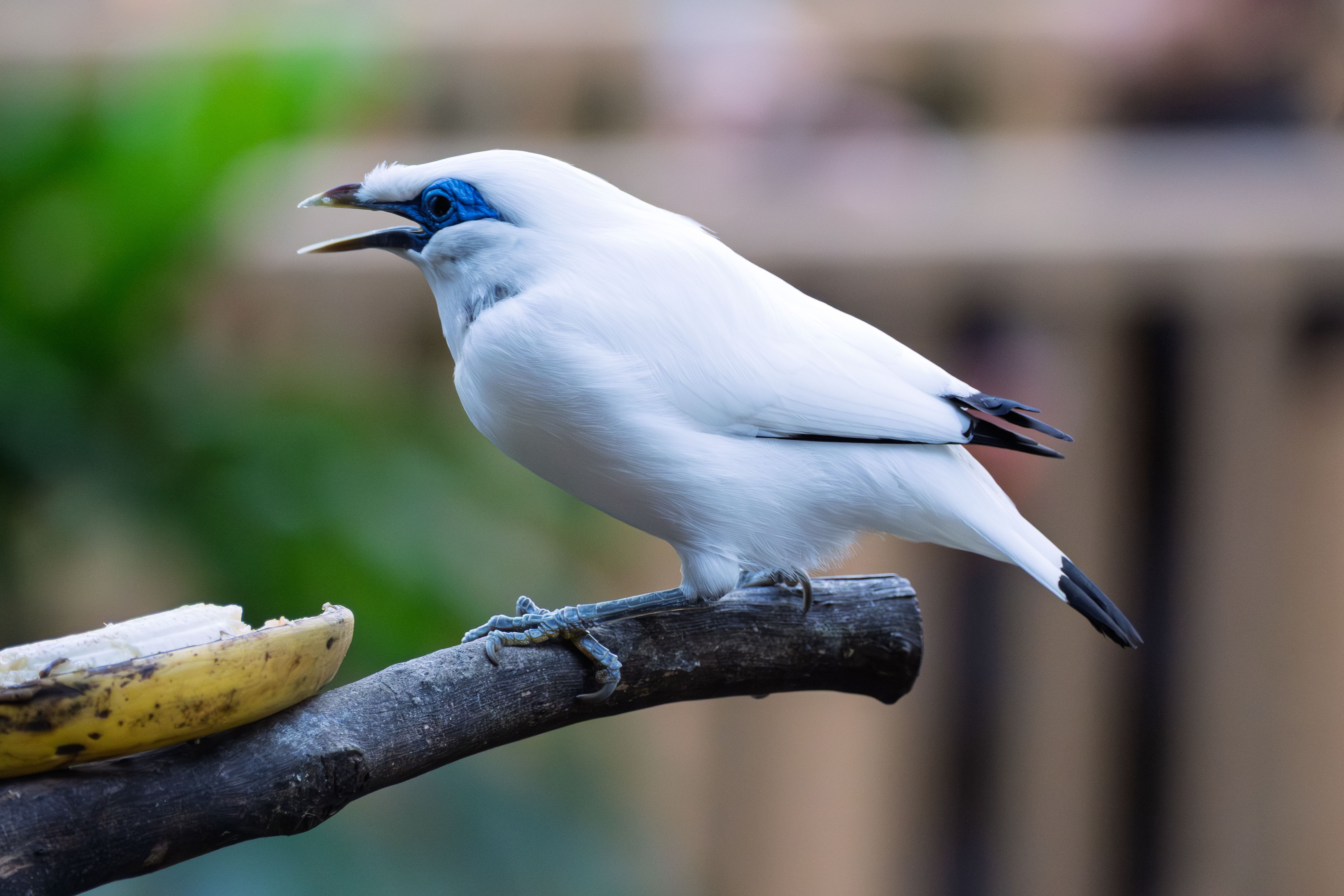 Bali Myna Resting on Branch Near Banana · Free Stock Photo