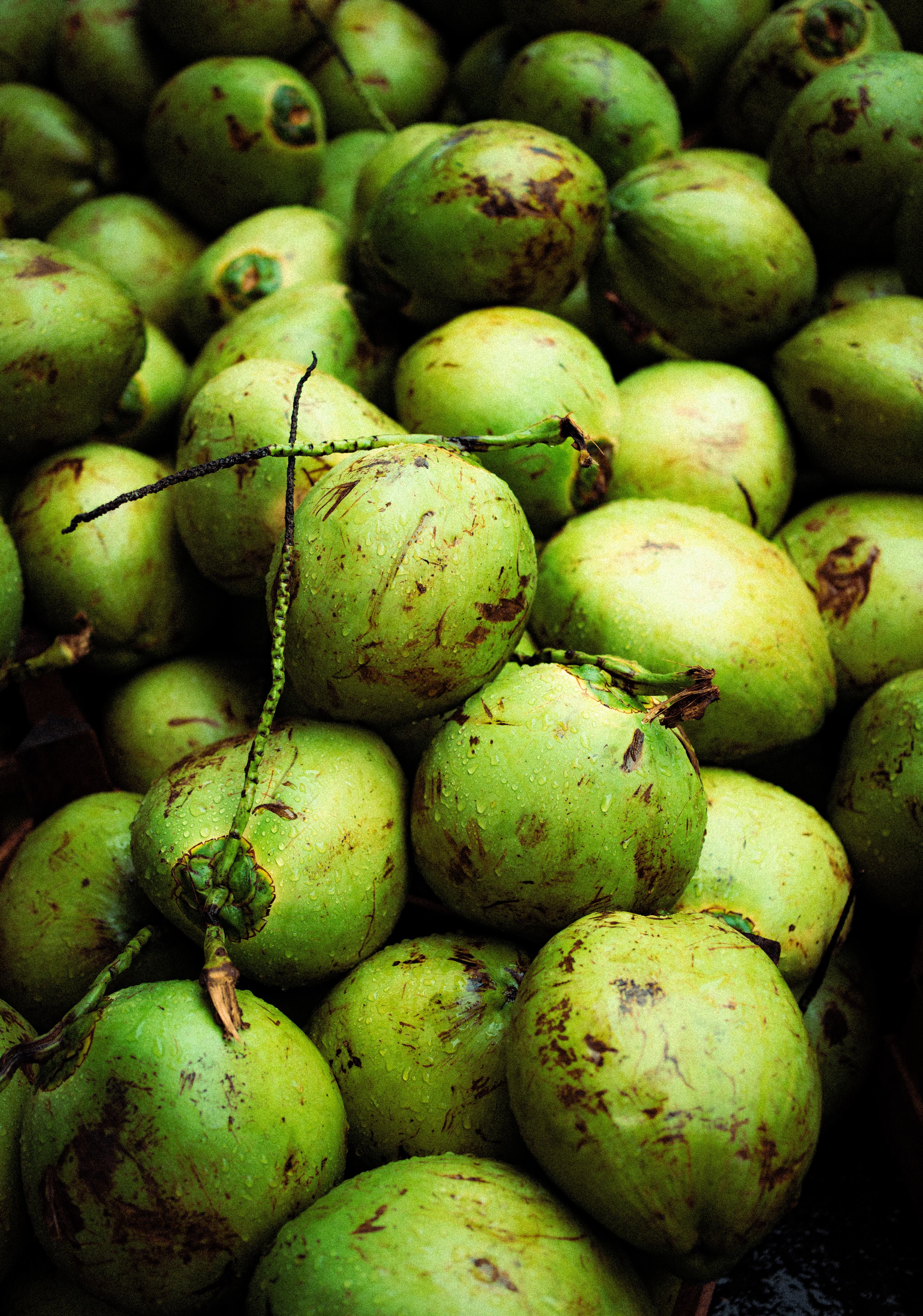Fresh Green Coconuts in Market Display · Free Stock Photo