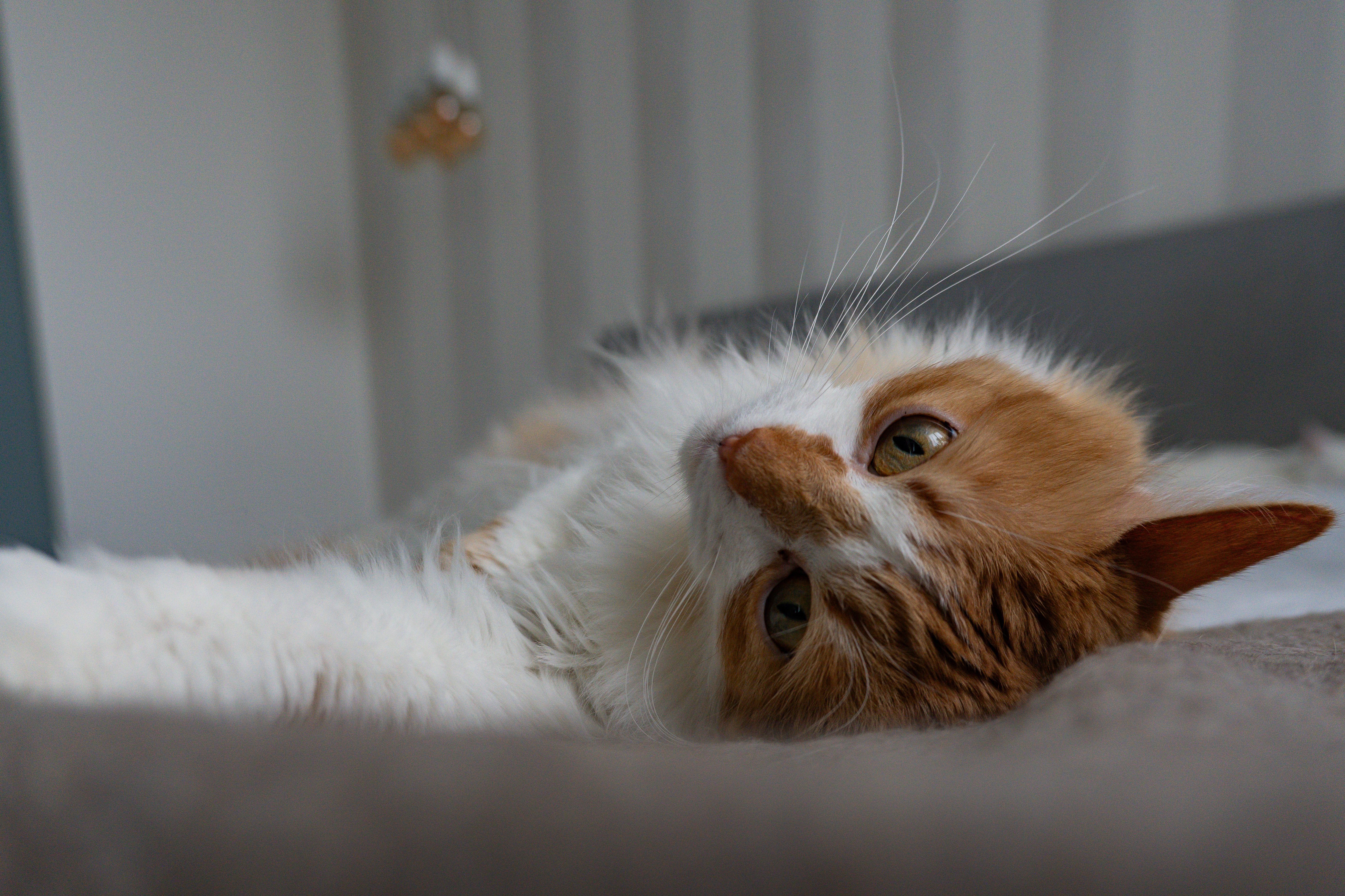 40,000+ Best Cat Photos · 100% Free Download · Pexels Stock Photos
