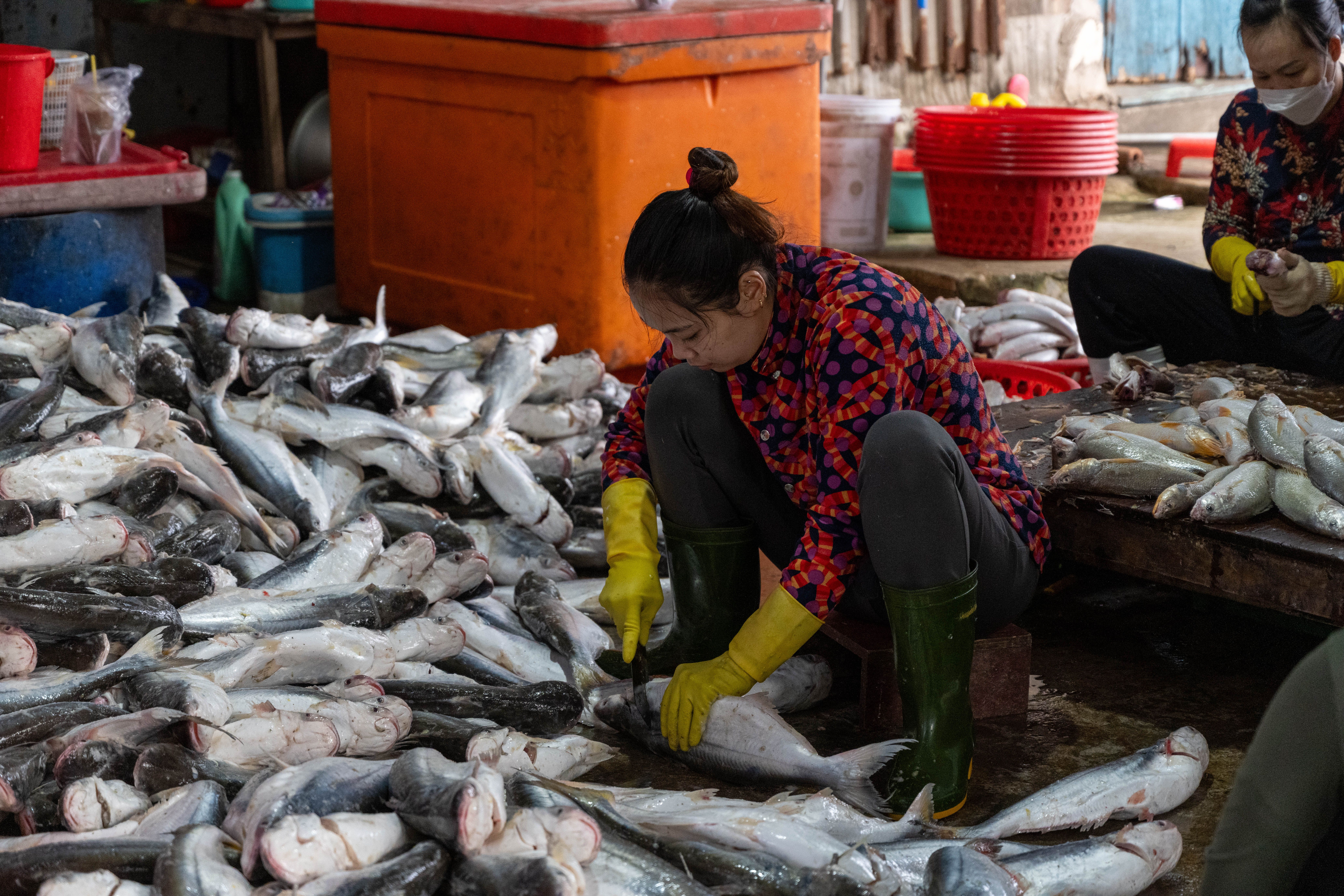 Fish processing workers at Vũng Tàu market · Free Stock Photo