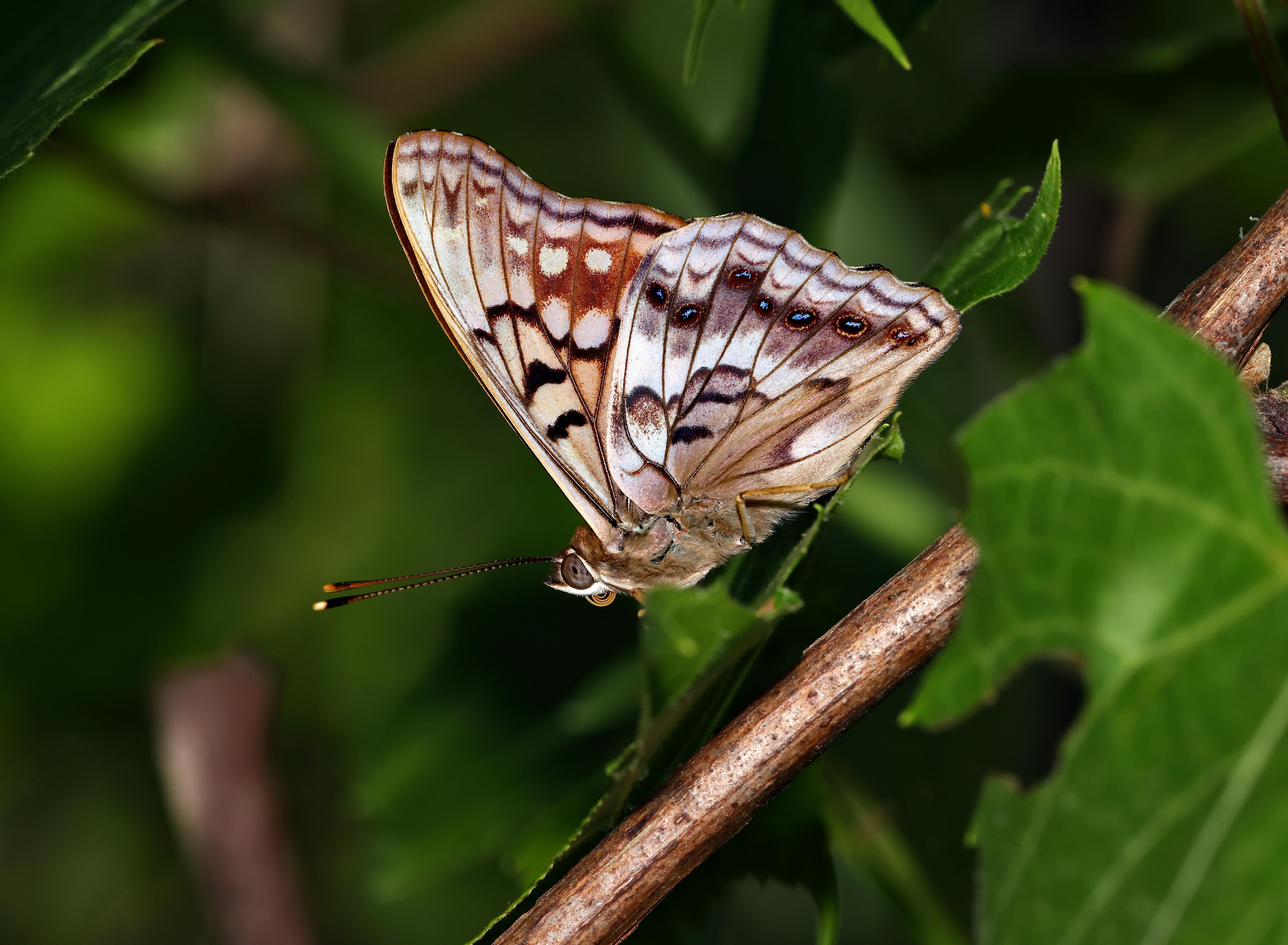 Thomas Elliott - Fotografía