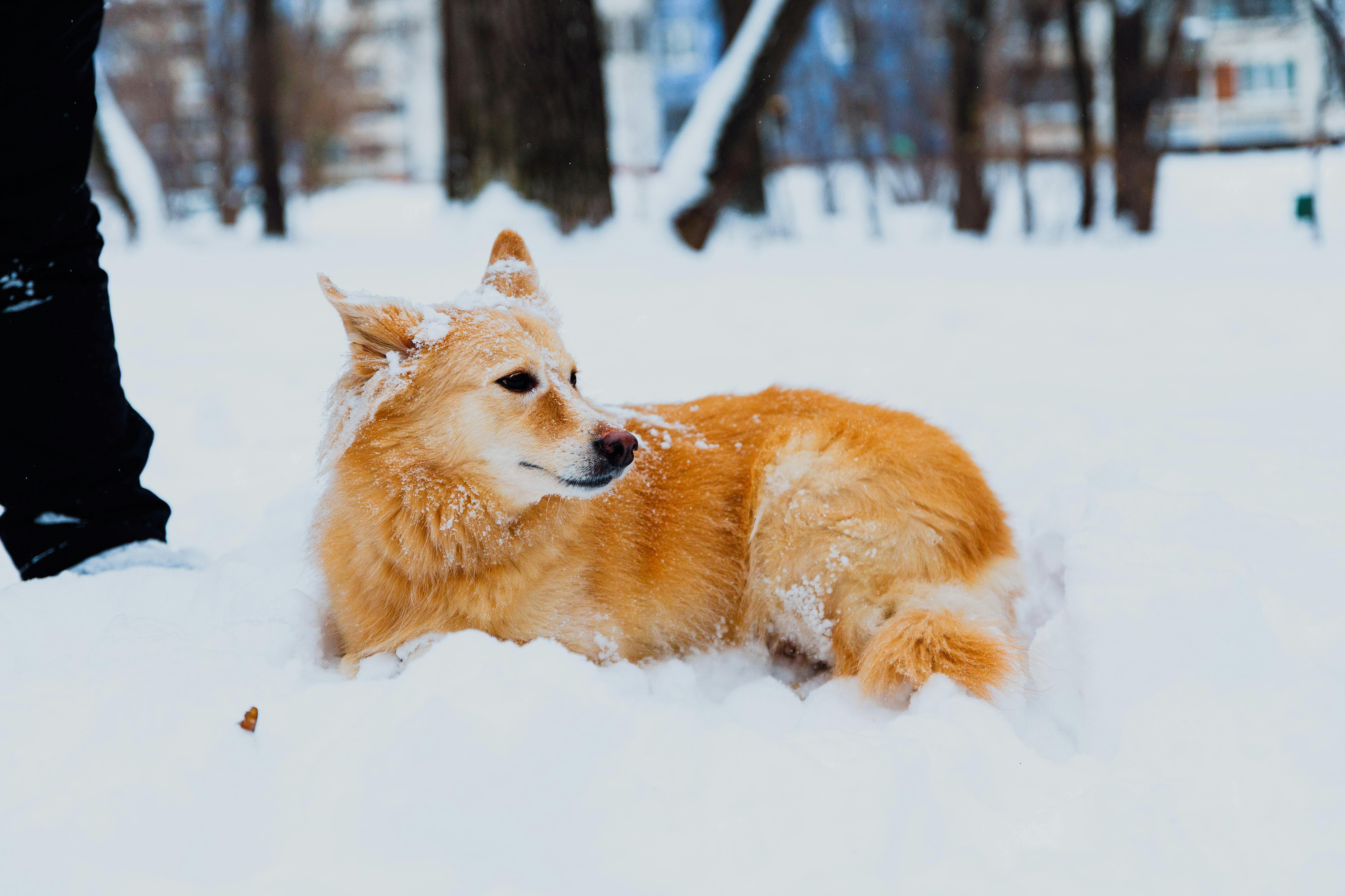 Seasonal Mix Vegitable Photos, Download The BEST Free Seasonal Mix ...