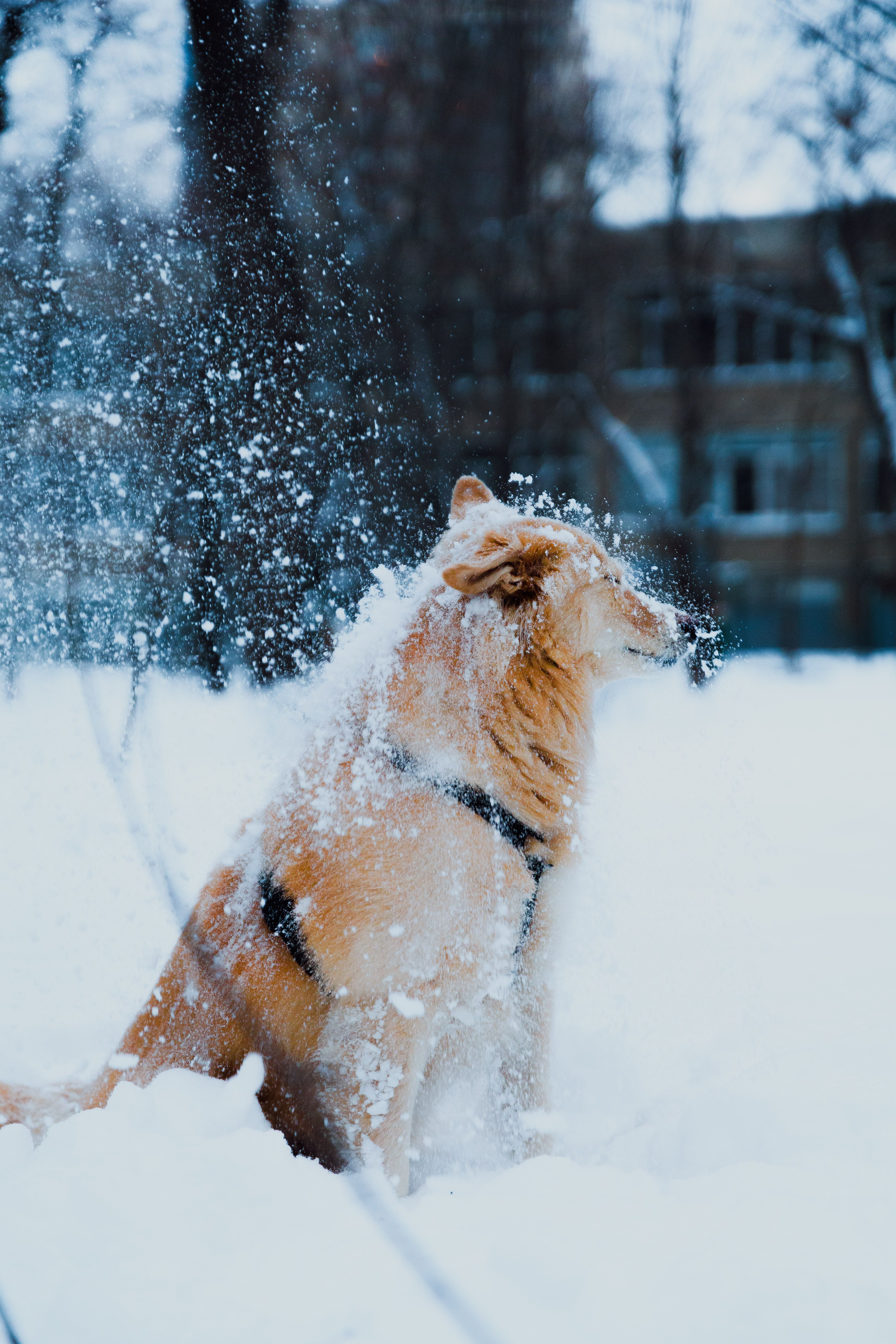 Goofy Dog Photos, Download The BEST Free Goofy Dog Stock Photos & HD Images