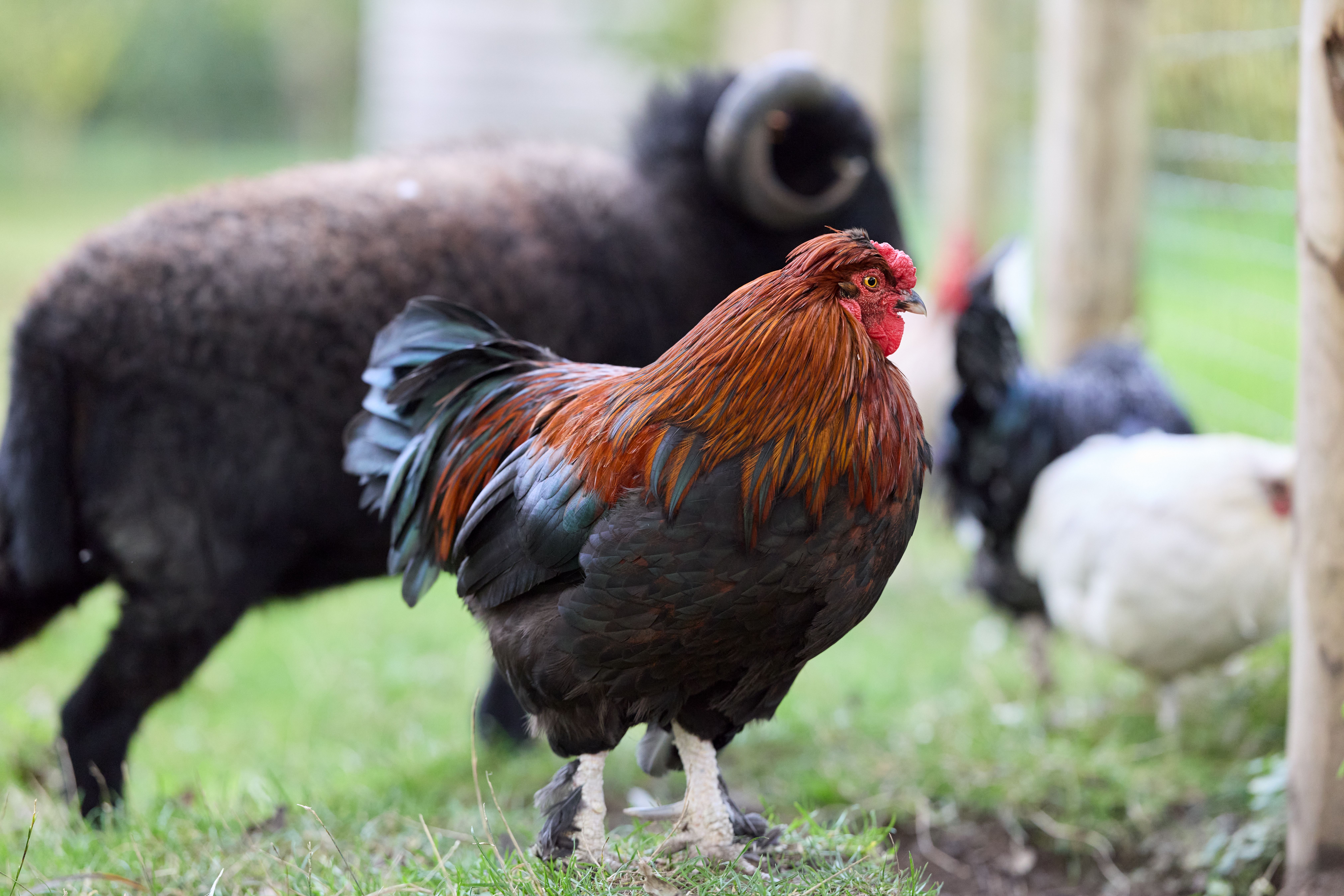 Commonrooster Photos, Download The BEST Free Commonrooster Stock Photos ...