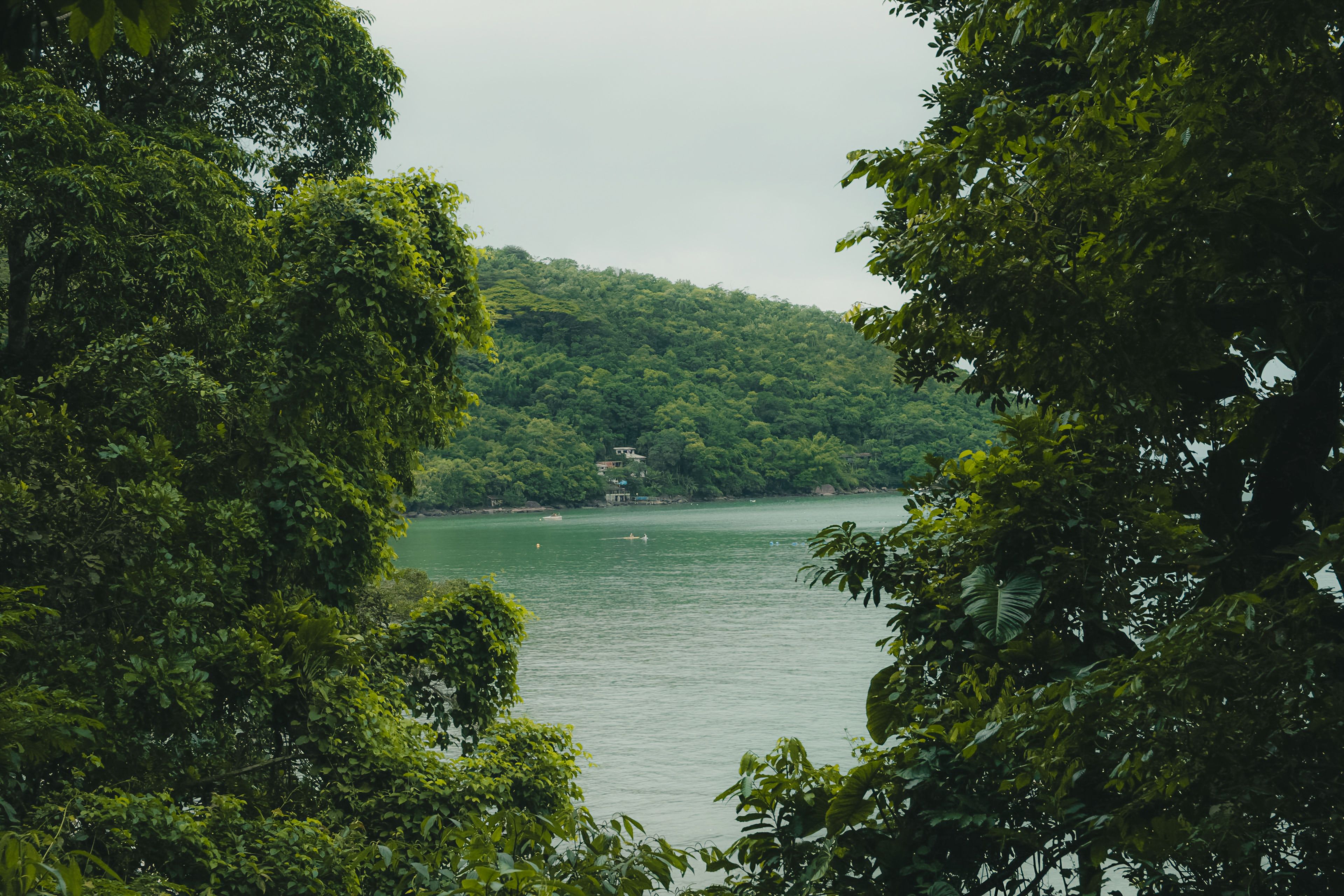 Lush Coastal View of Ubatuba, Brazil's Greenery · Free Stock Photo