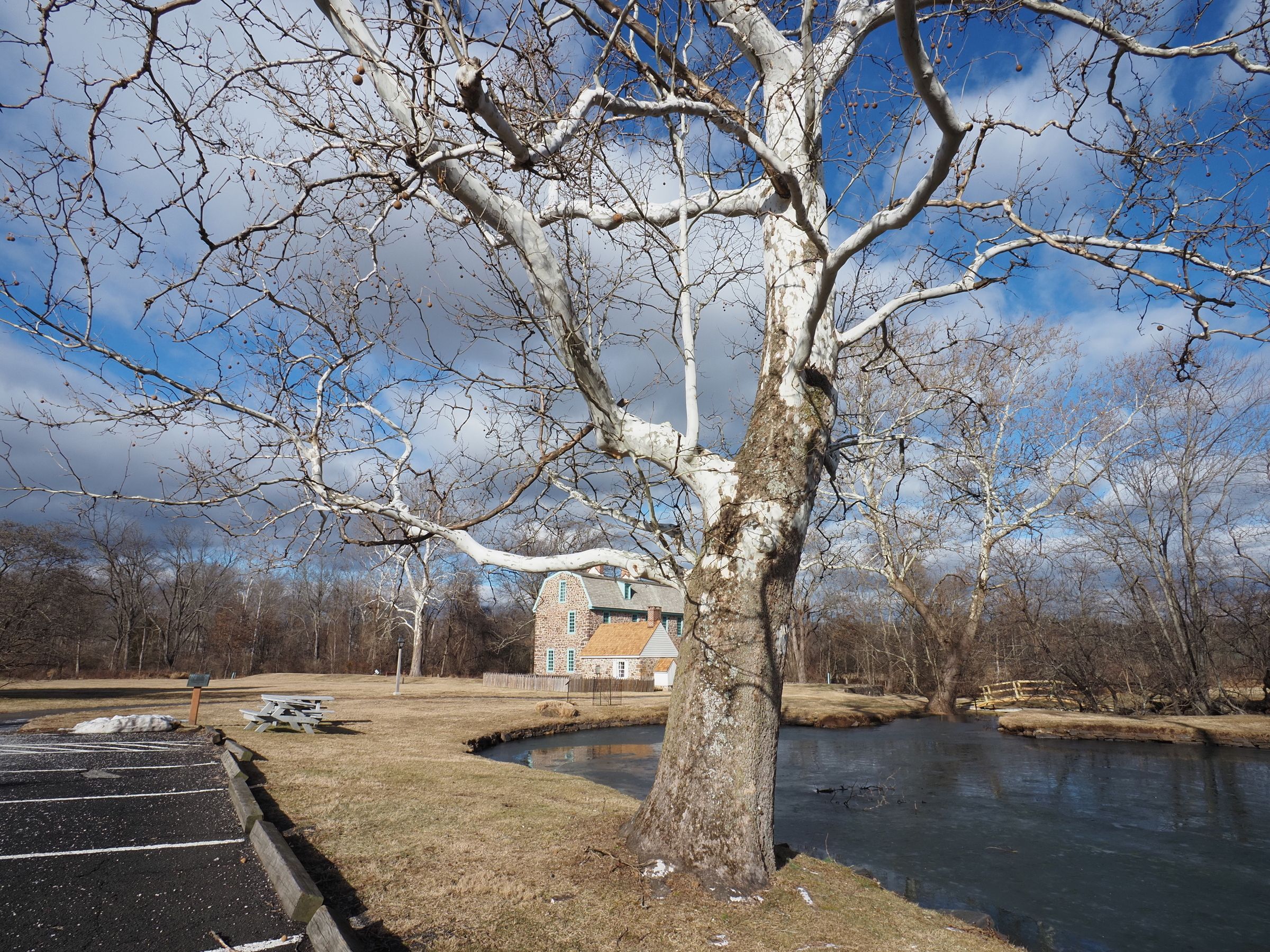 Winter Scene with Bare Sycamore Tree by a Pond · Free Stock Photo