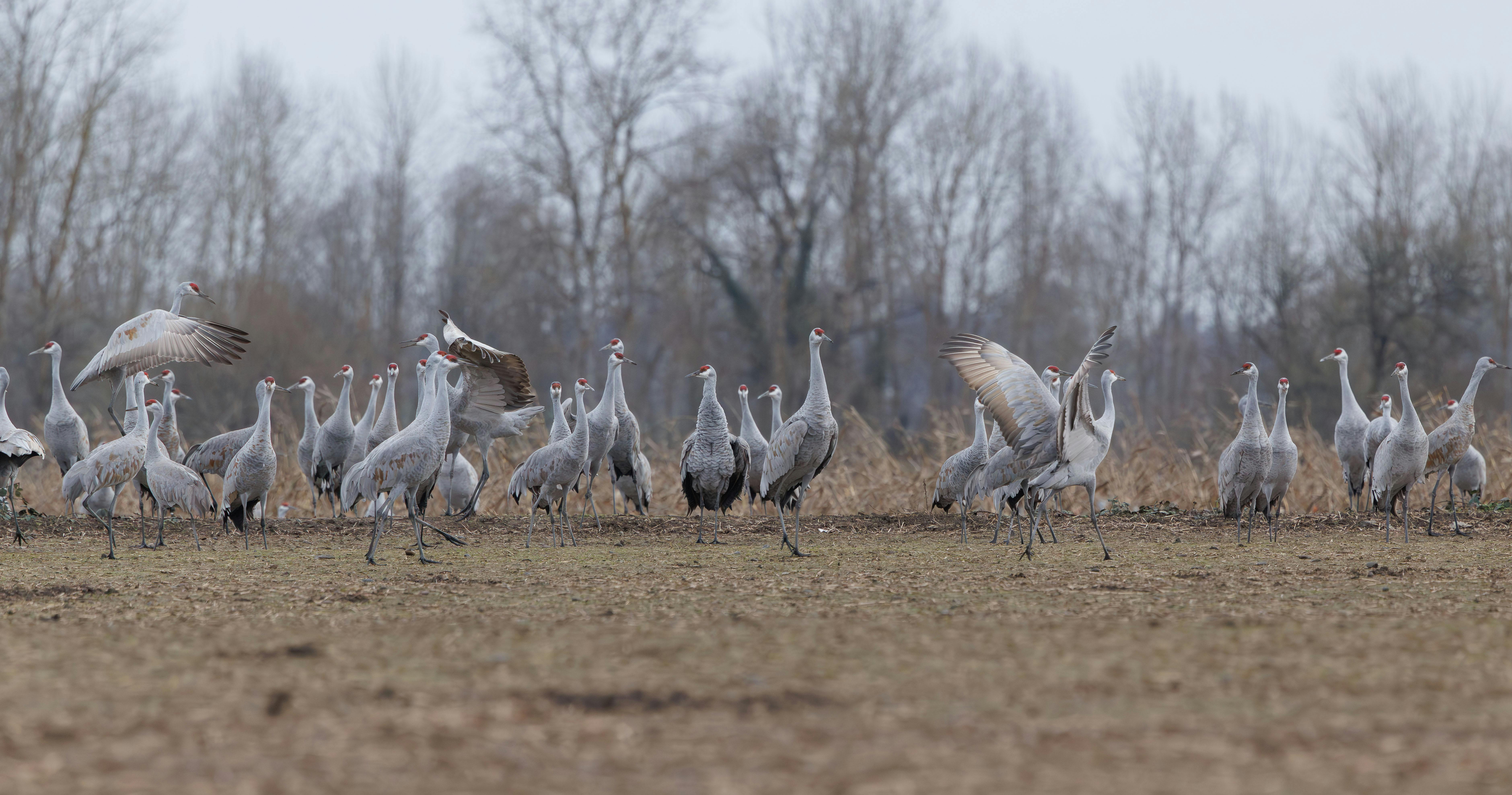 Flock of Sandhill Cranes in Open Field · Free Stock Photo