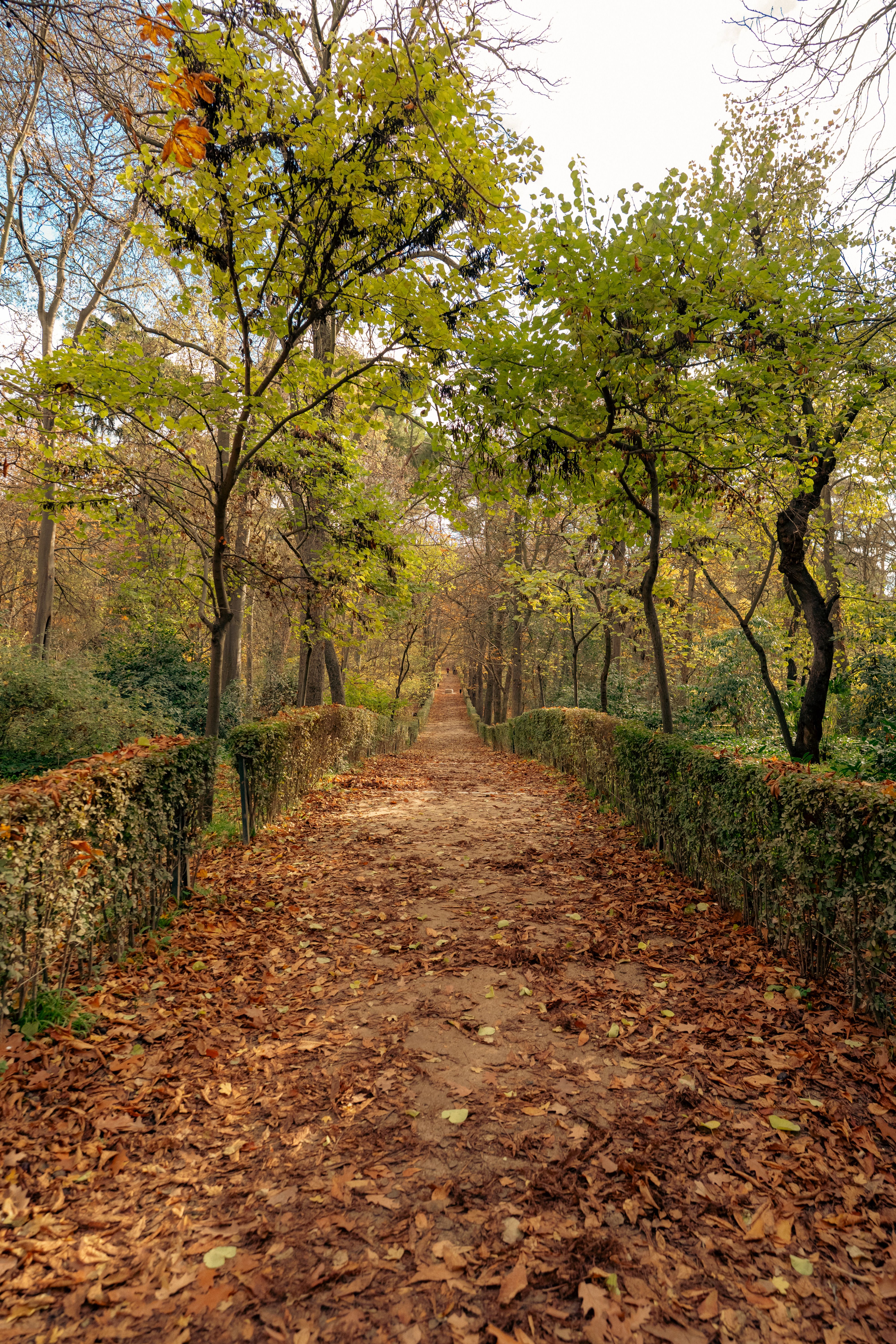 Serene Autumn Pathway in a Forest Scene · Free Stock Photo