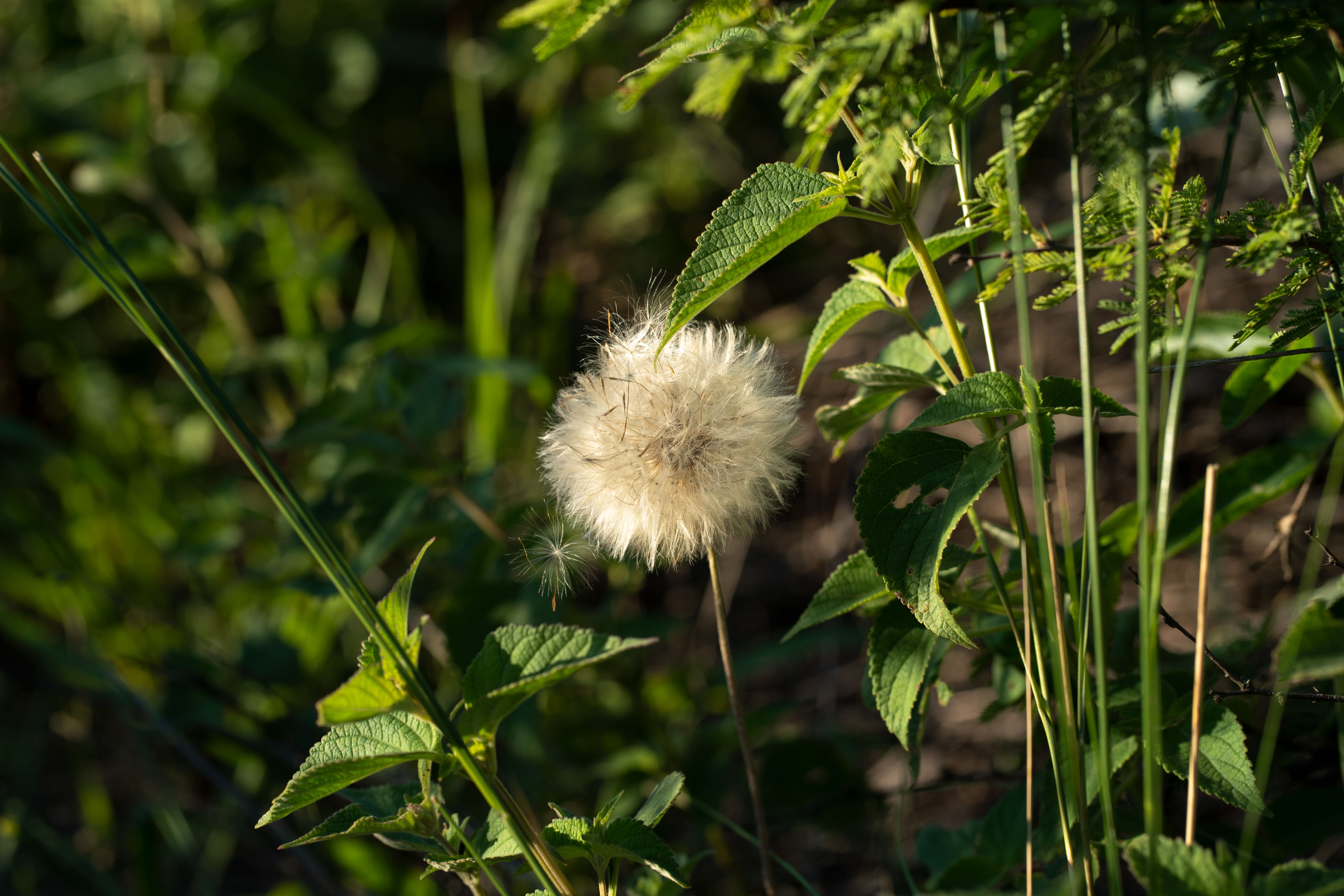 Plant Piture Photos, Download The BEST Free Plant Piture Stock Photos ...