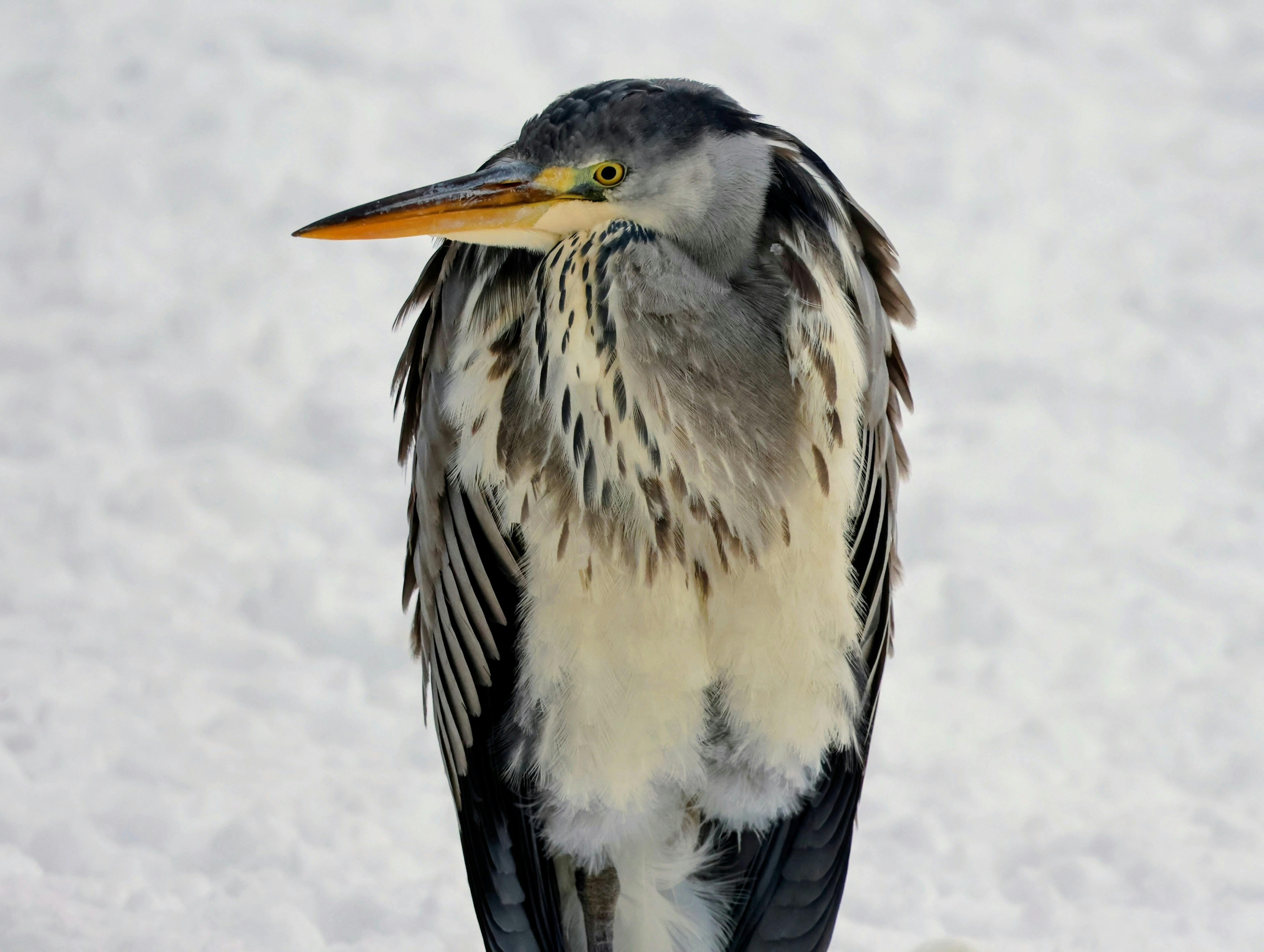 Google+Agenda+(Calendar.Google.Com) Photos, Download The BEST Free ...