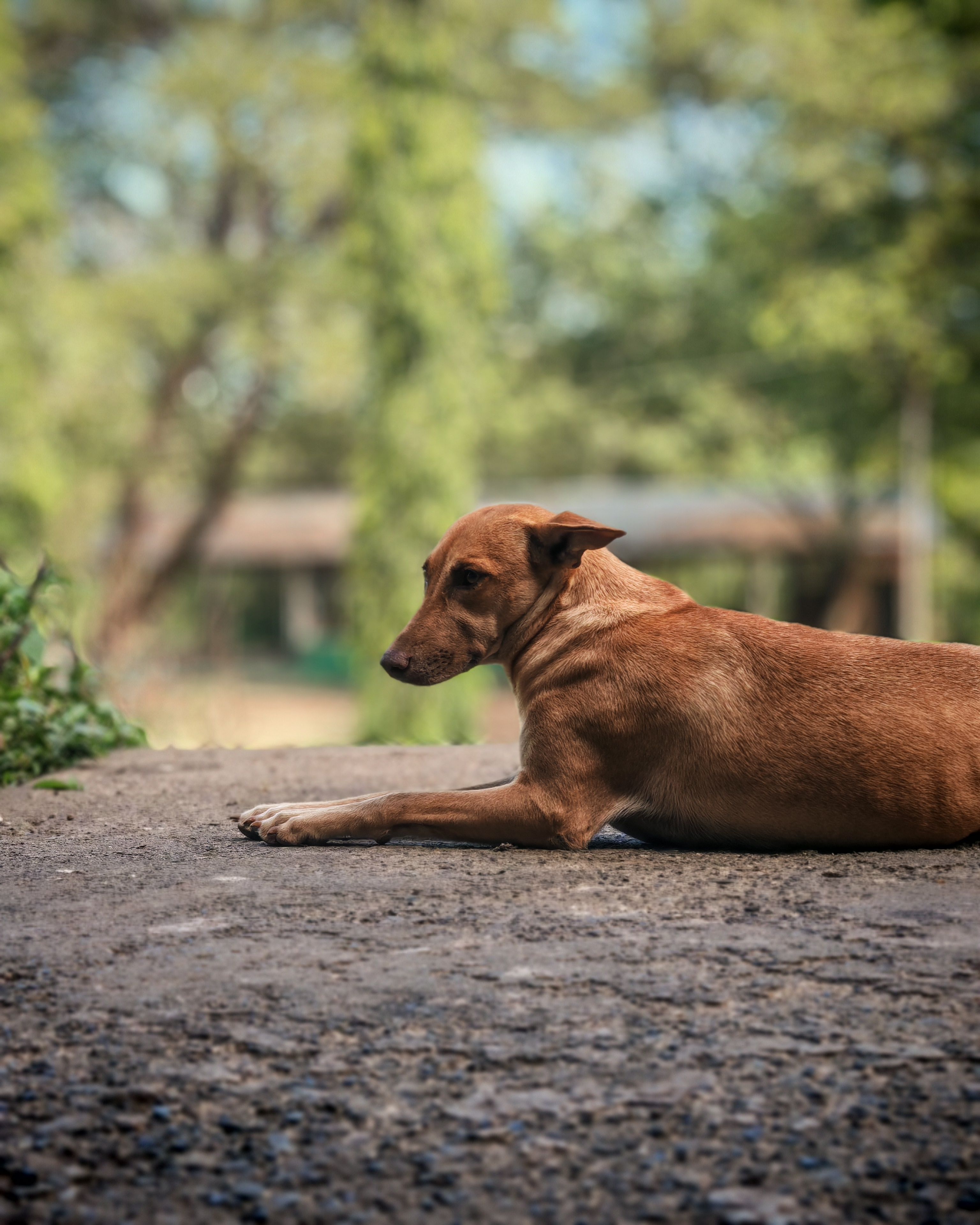 Brown Dog Lying Outdoors in Summer Landscape · Free Stock Photo