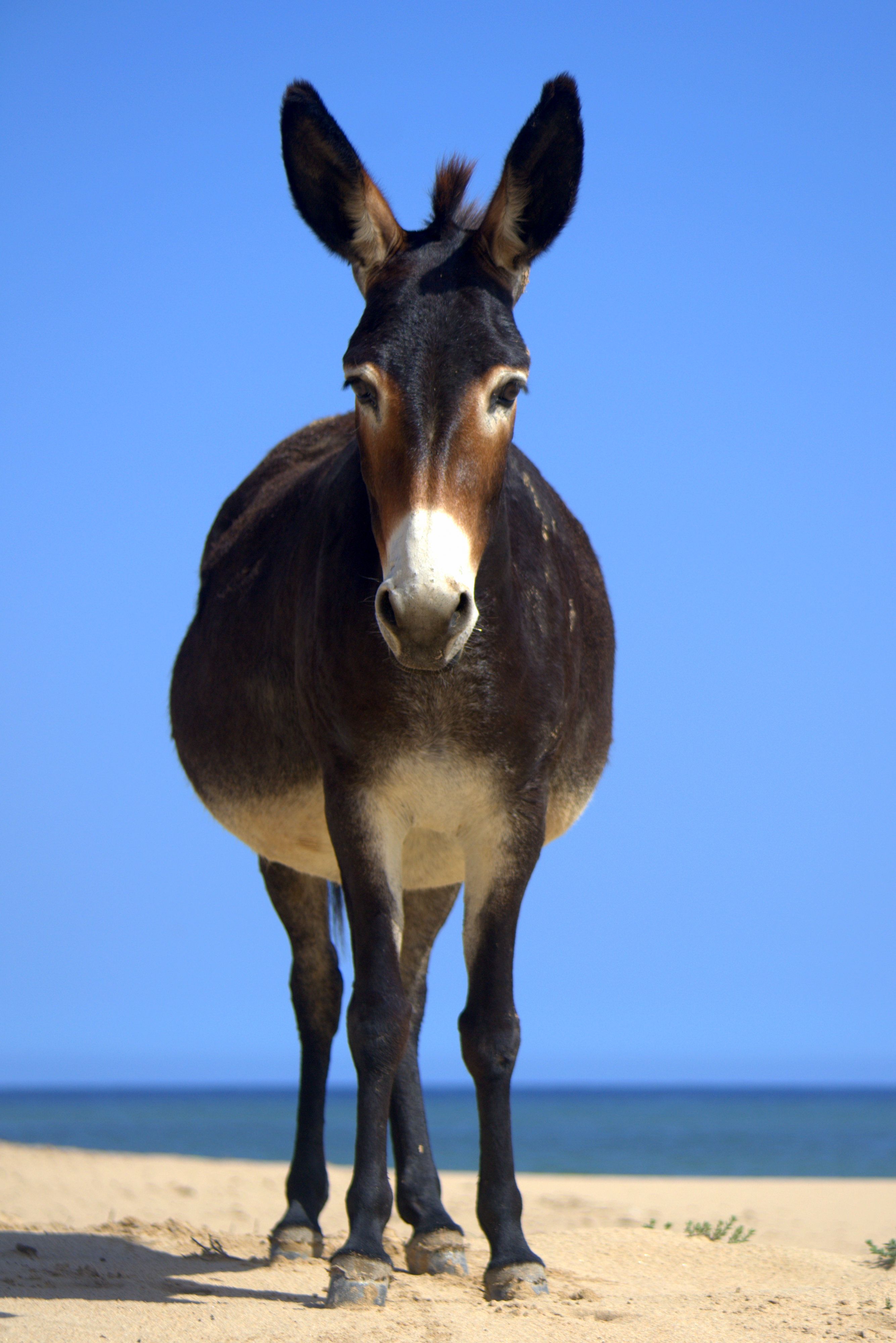 Baby Donkey Photos, Download The BEST Free Baby Donkey Stock Photos ...