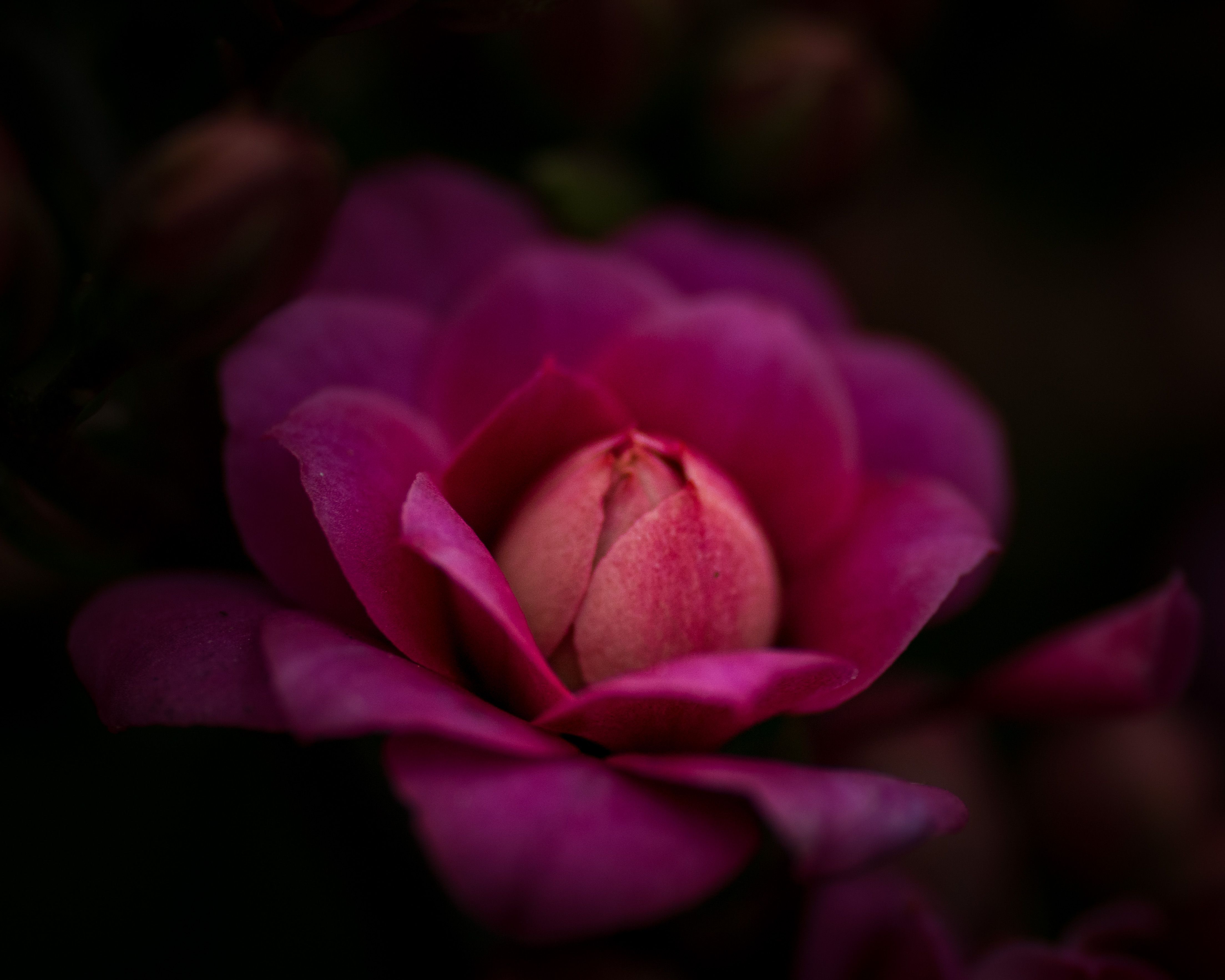 Dramatic Close-Up of Vibrant Pink Rose in Bloom · Free Stock Photo