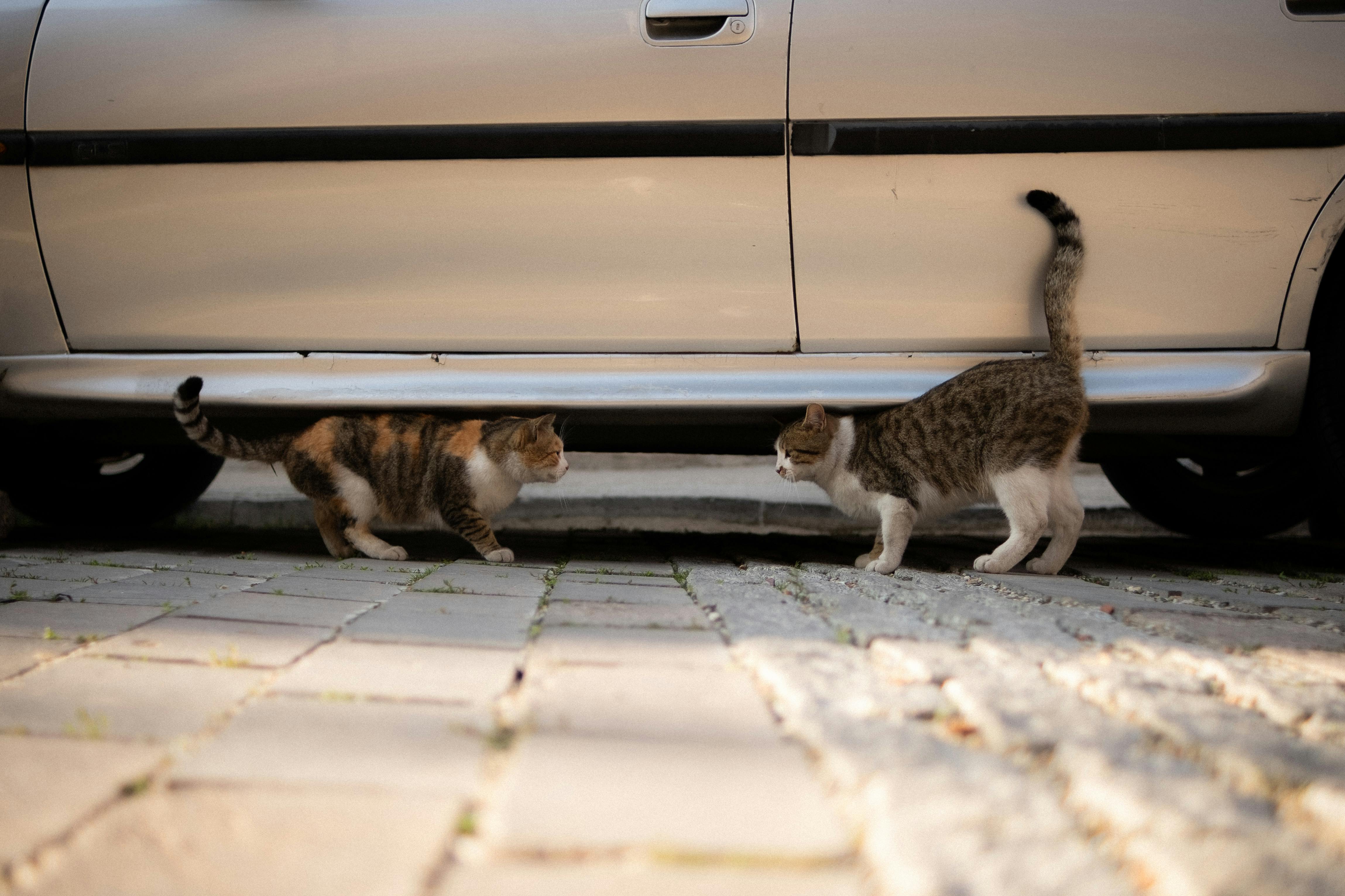 Photo gratuite de activité de plein air, allée, animal de compagnie ...