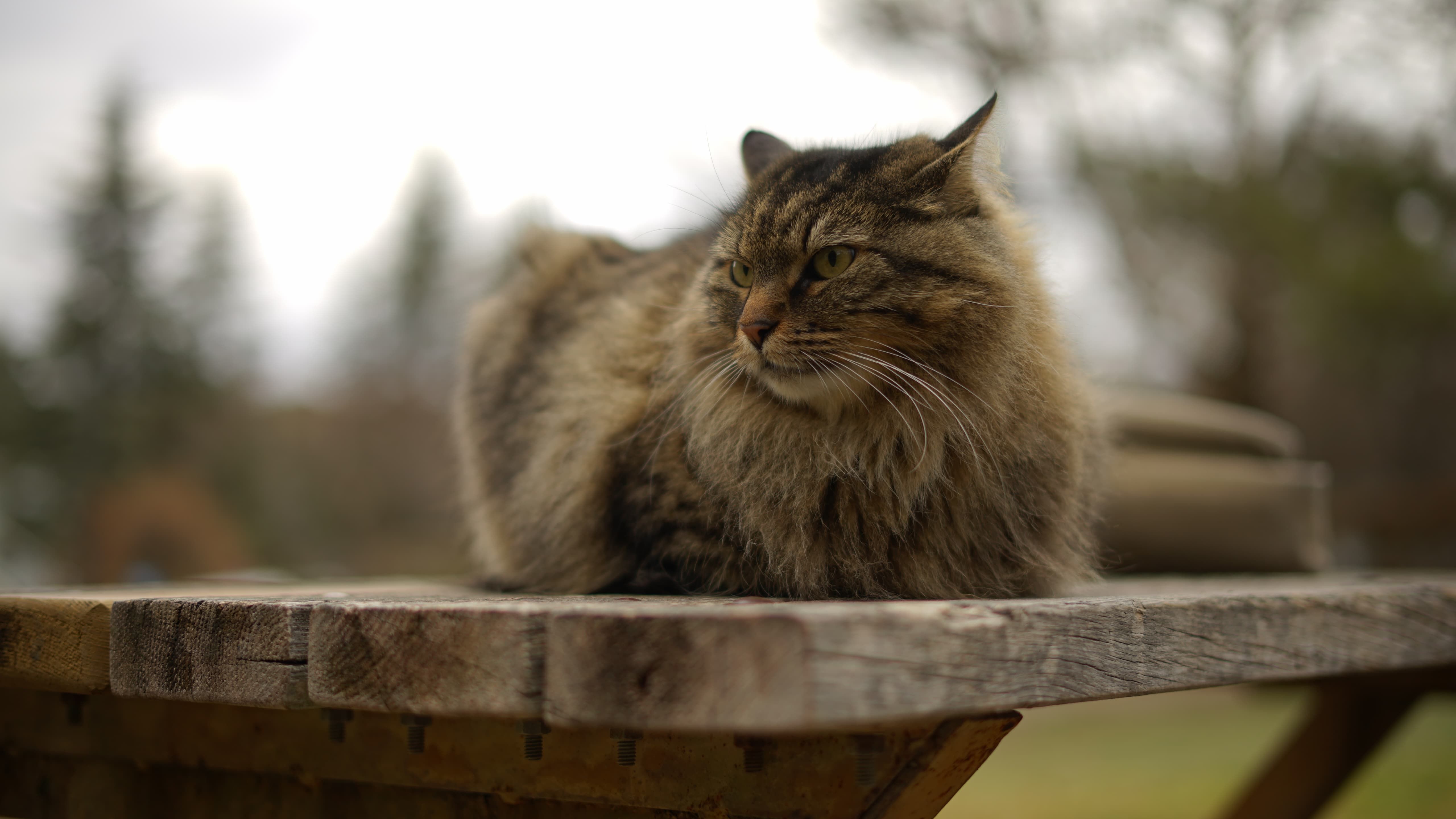 Sigma Cat Photos, Download The BEST Free Sigma Cat Stock Photos & HD Images