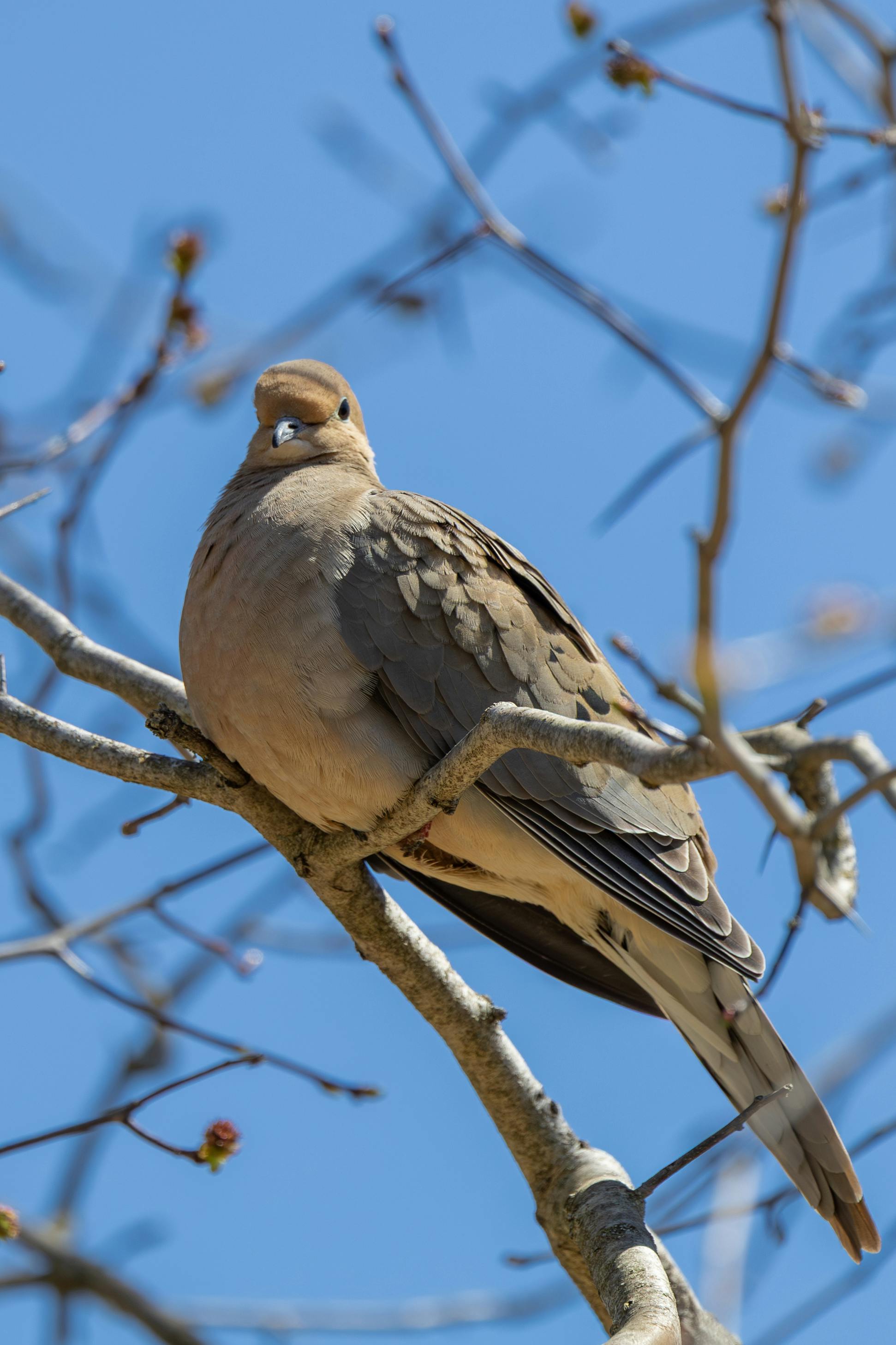 Mourning Dove Resting on a Tree Branch in Spring · Free Stock Photo