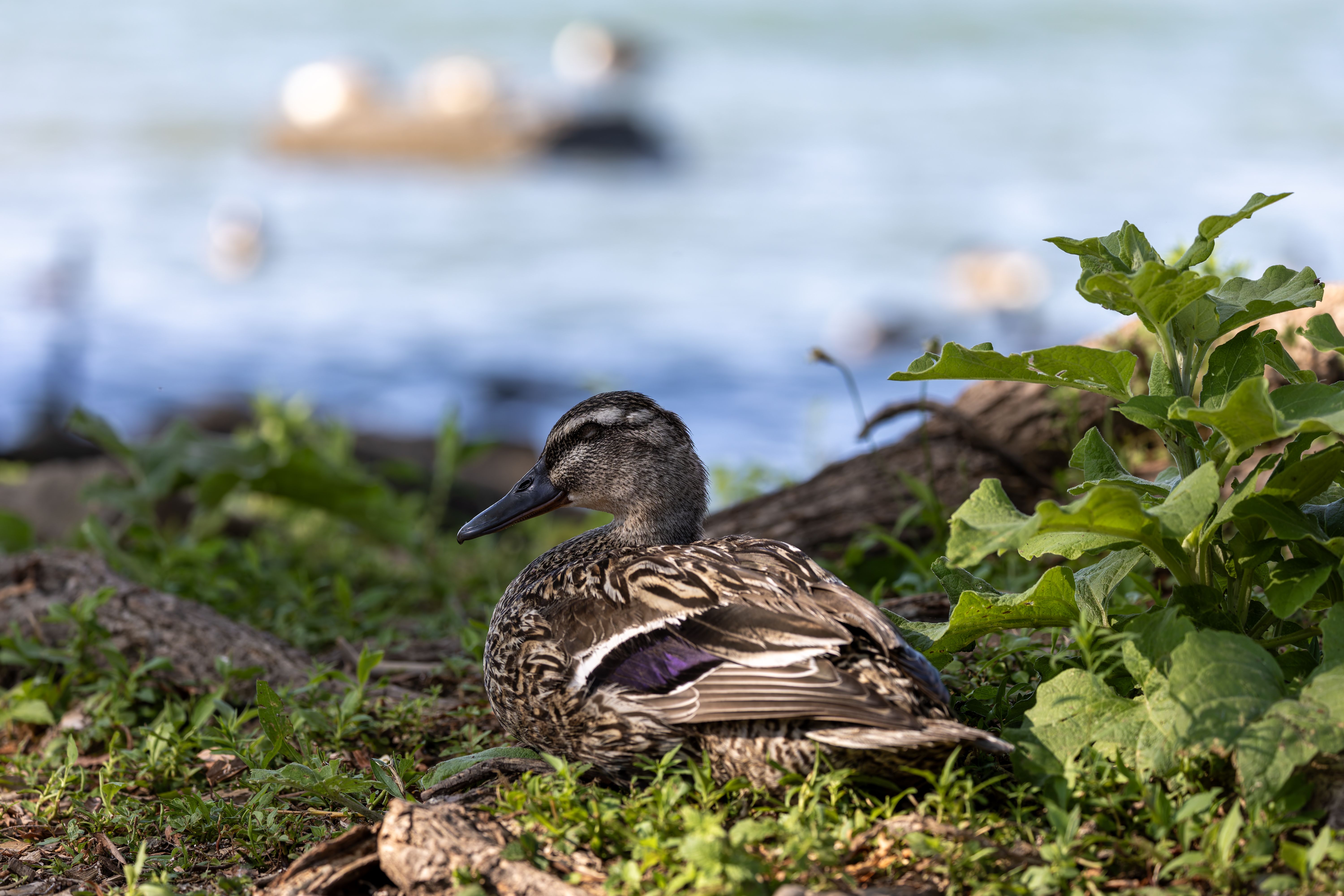 Serene Duck Resting by Lakeside in Afternoon Light · Free Stock Photo