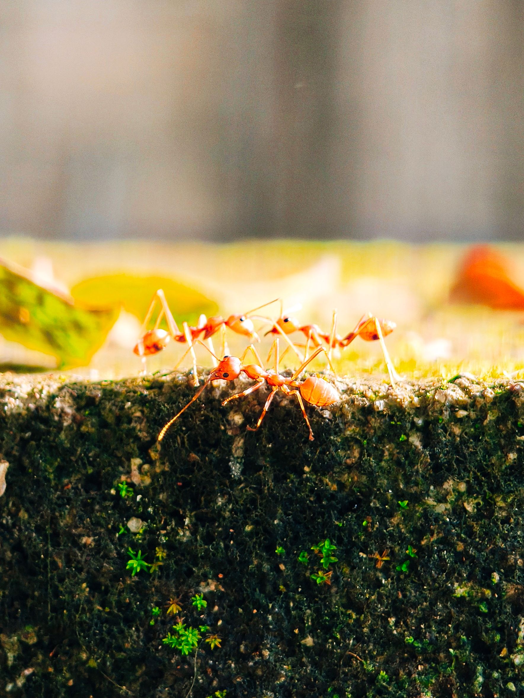 Close-up View of Ants on Mossy Surface Outdoors · Free Stock Photo