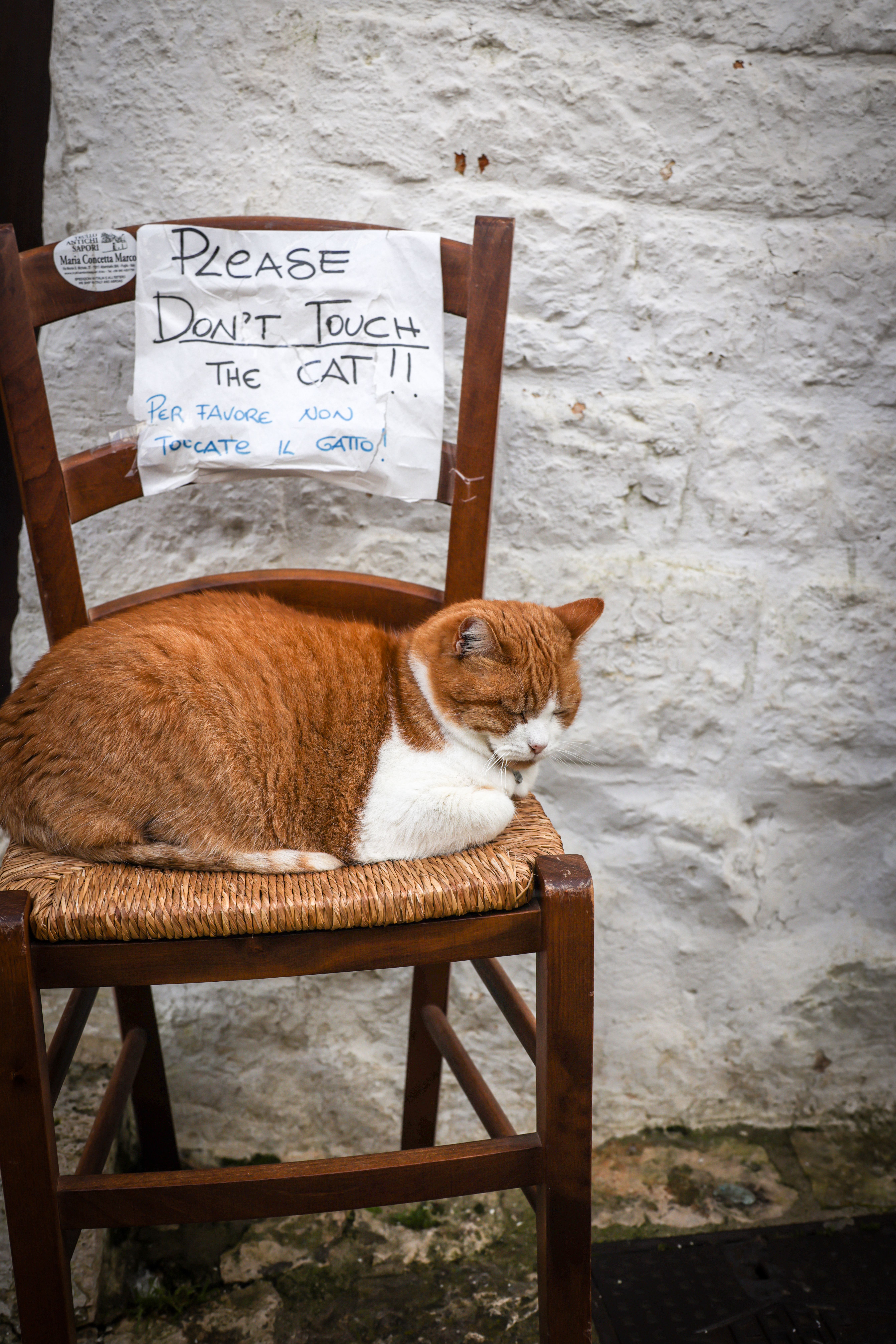 Resting Cat on Chair with Warning Sign · Free Stock Photo
