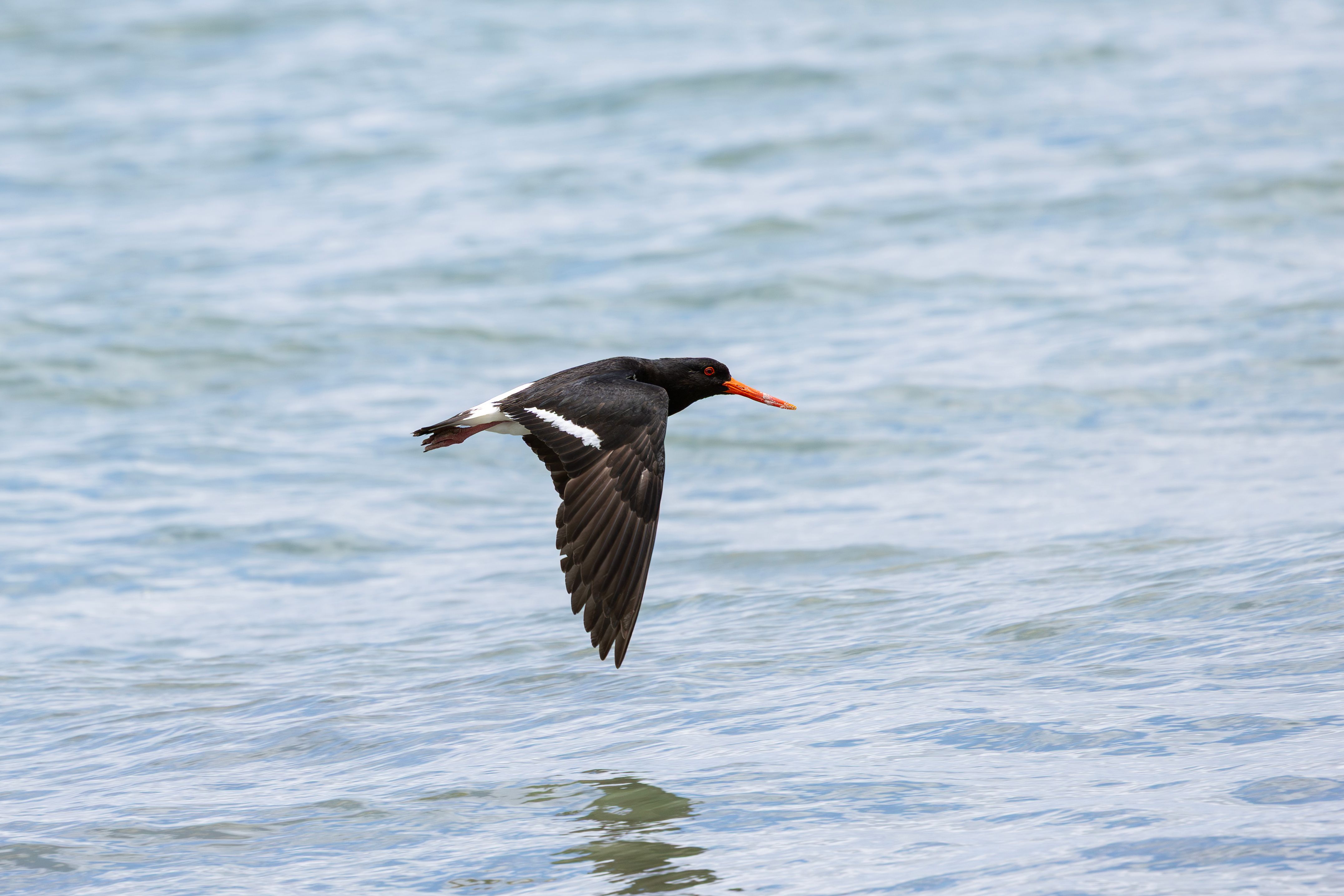 156.865+ Fotos y Imágenes de Birdie+beach+australia Gratis · Banco de ...
