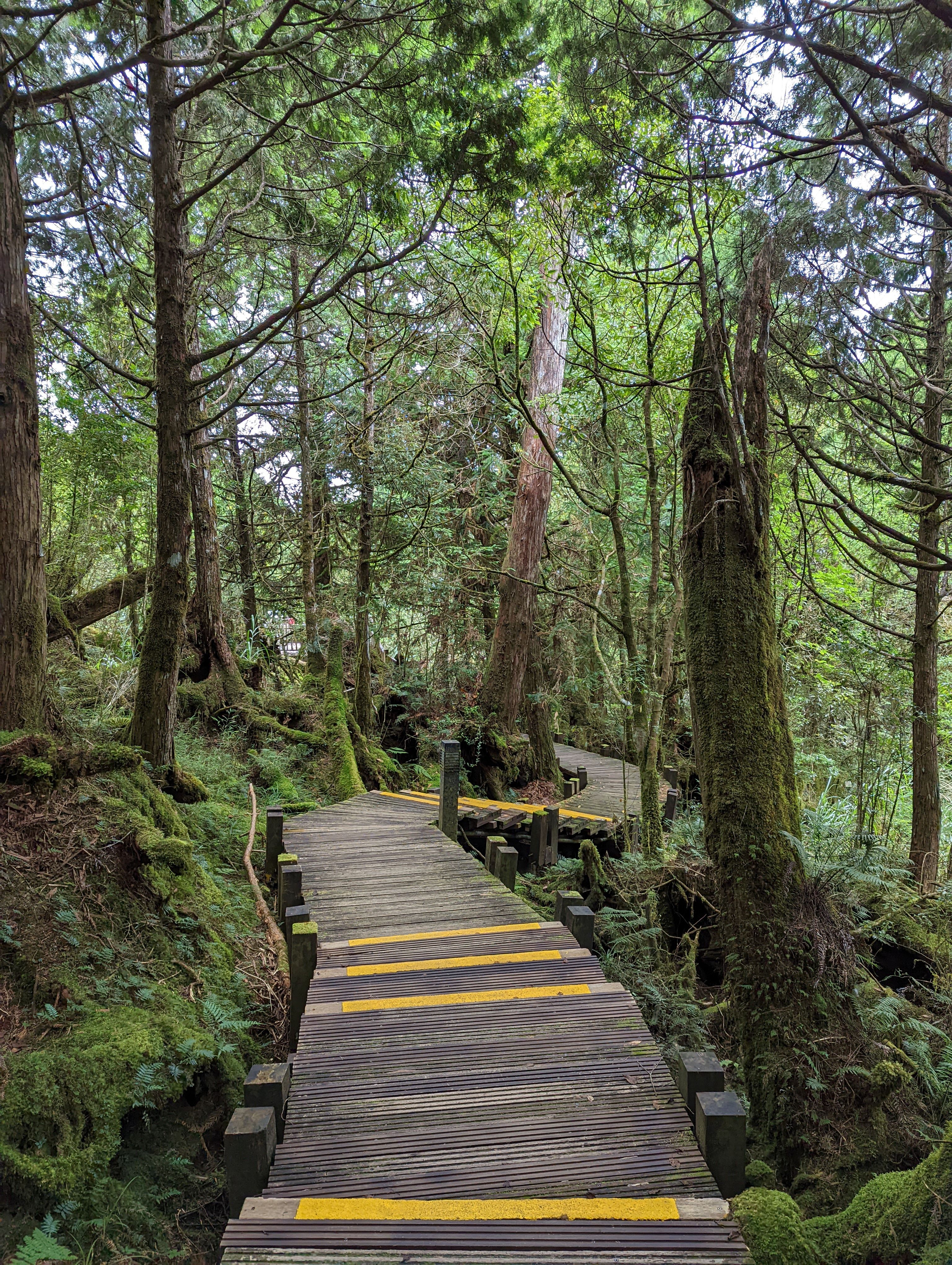 Scenic Forest Trail in Taiwan · Free Stock Photo