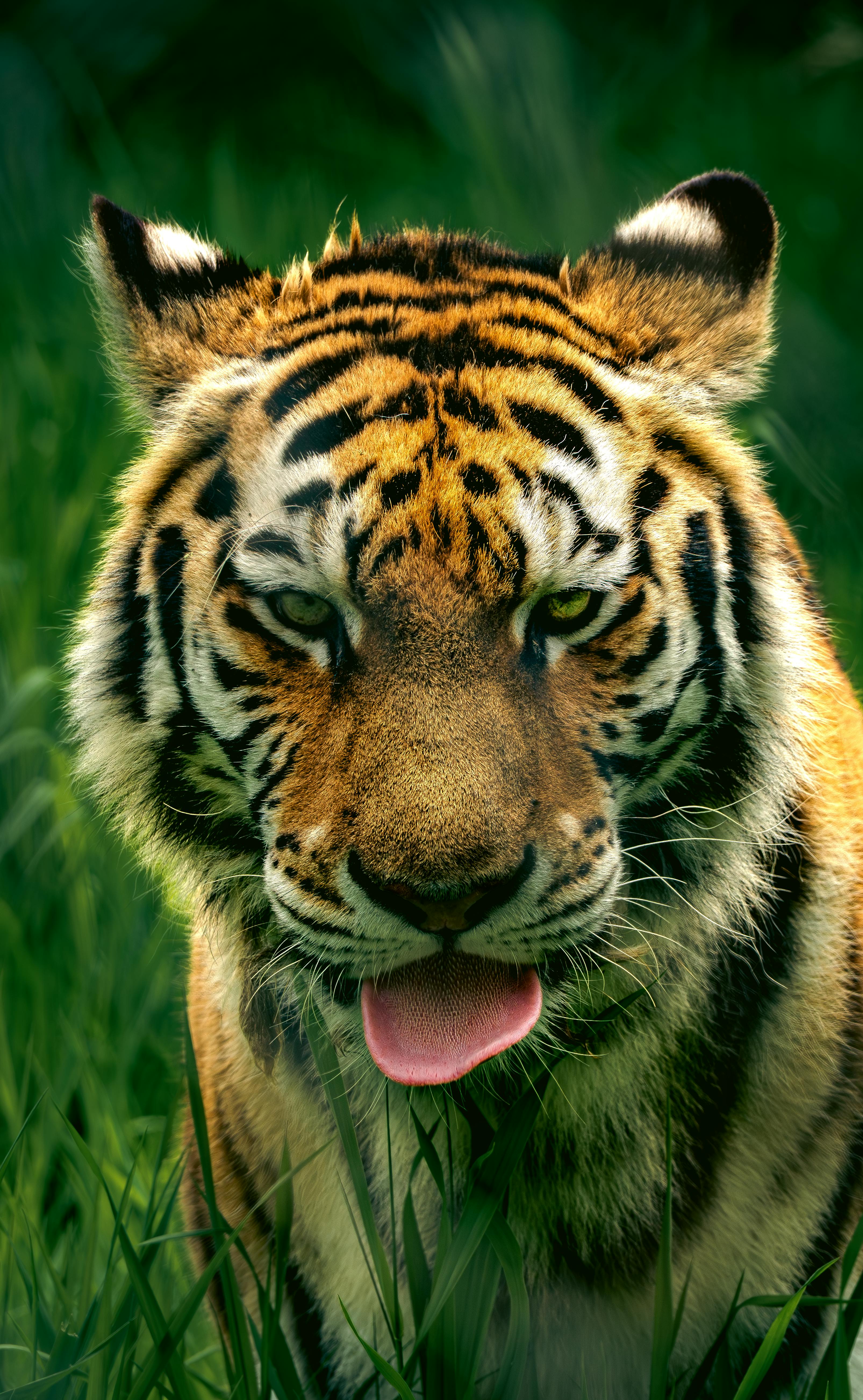 Armpit+Stretch+Marks Photos, Download The BEST Free Armpit+Stretch ...