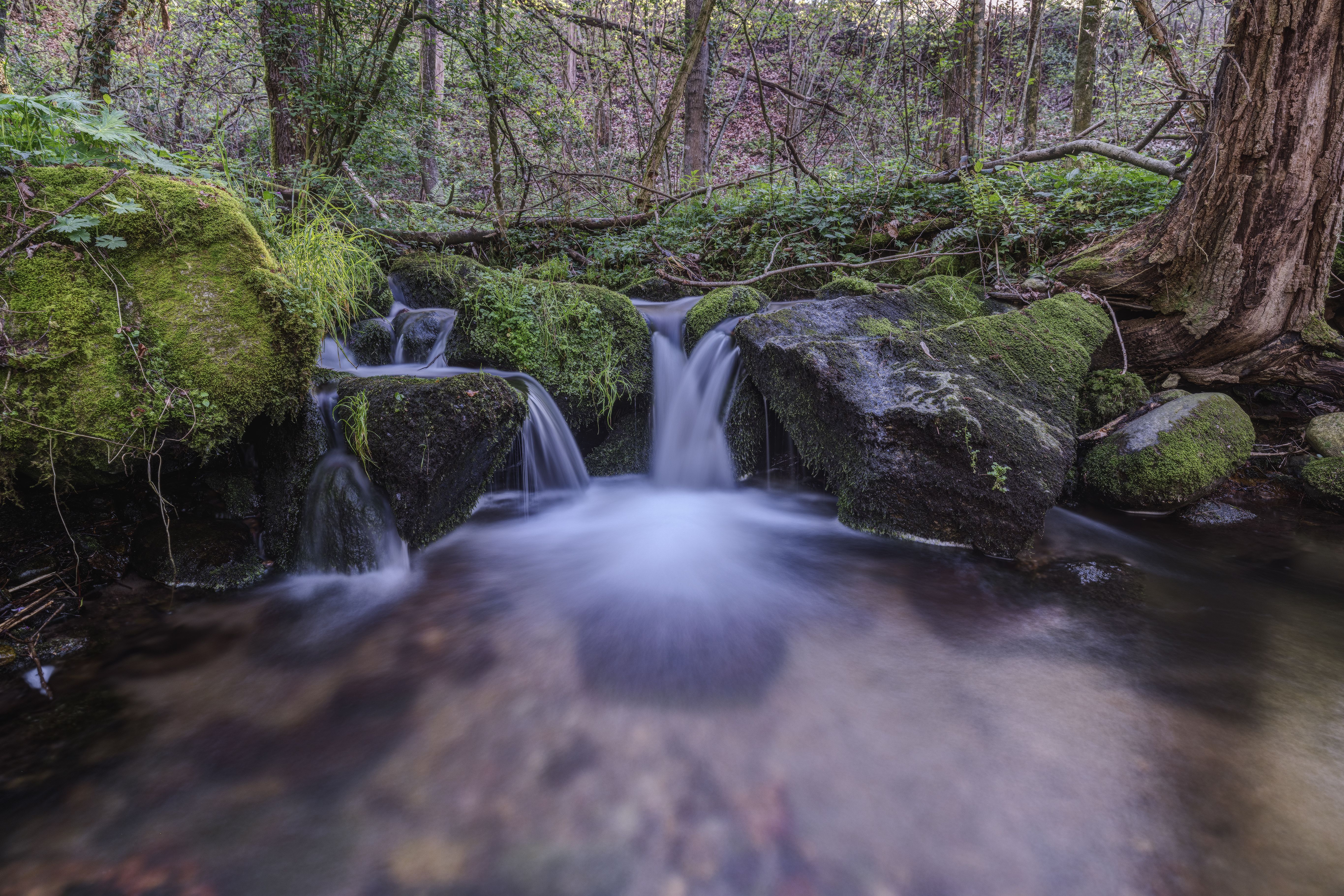 Serene Forest Stream with Mossy Rocks · Free Stock Photo
