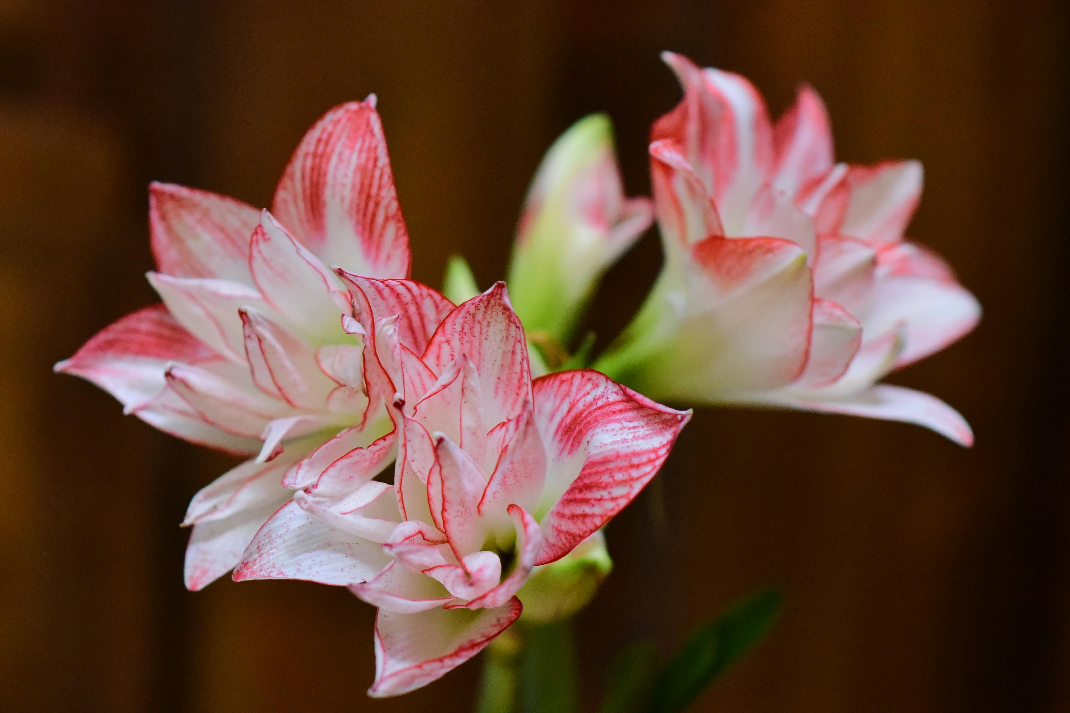 Close-up of Stunning Amaryllis Flowers in Bloom · Free Stock Photo