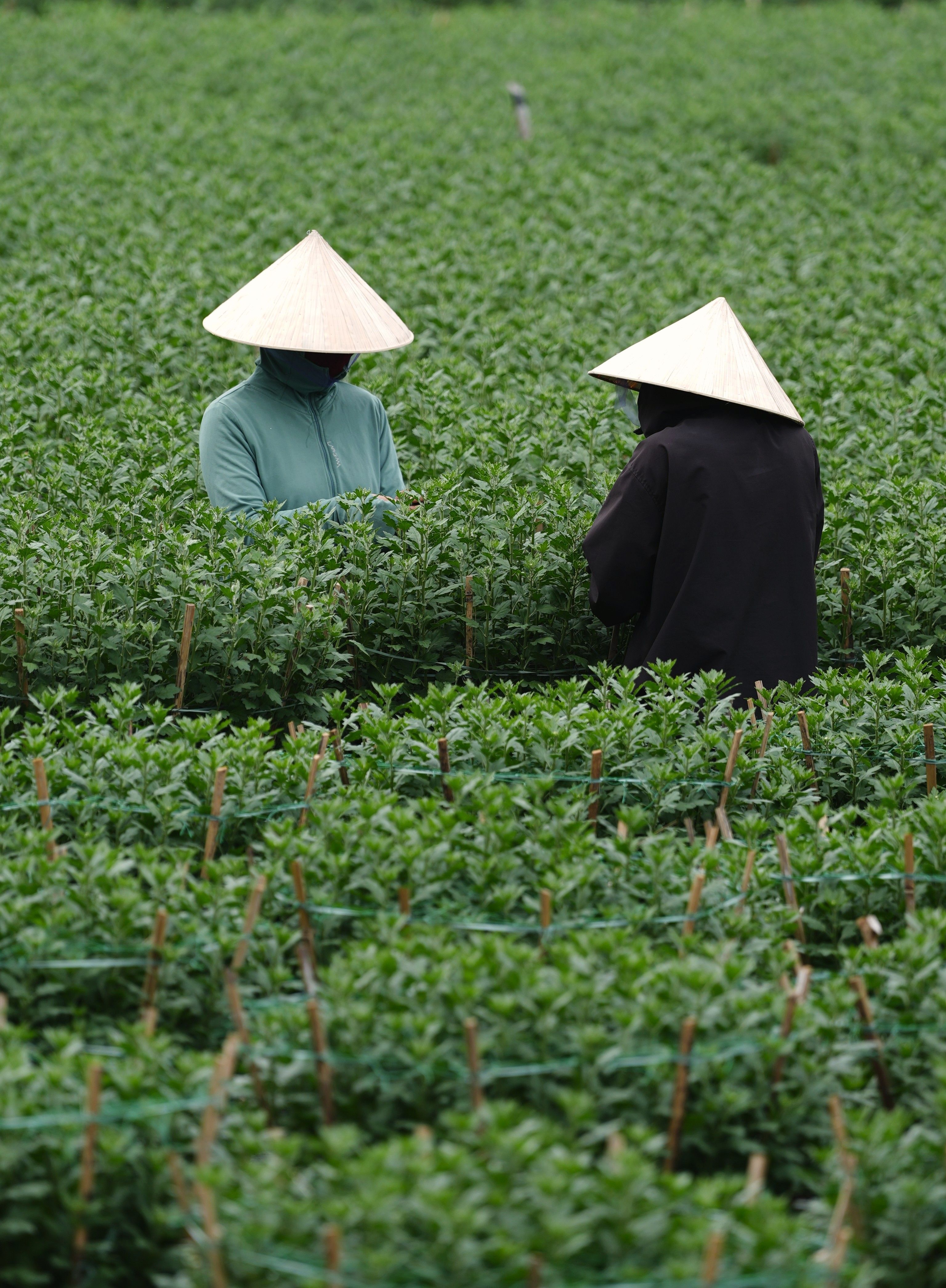Farmers Working in Green Field with Traditional Hats · Free Stock Photo