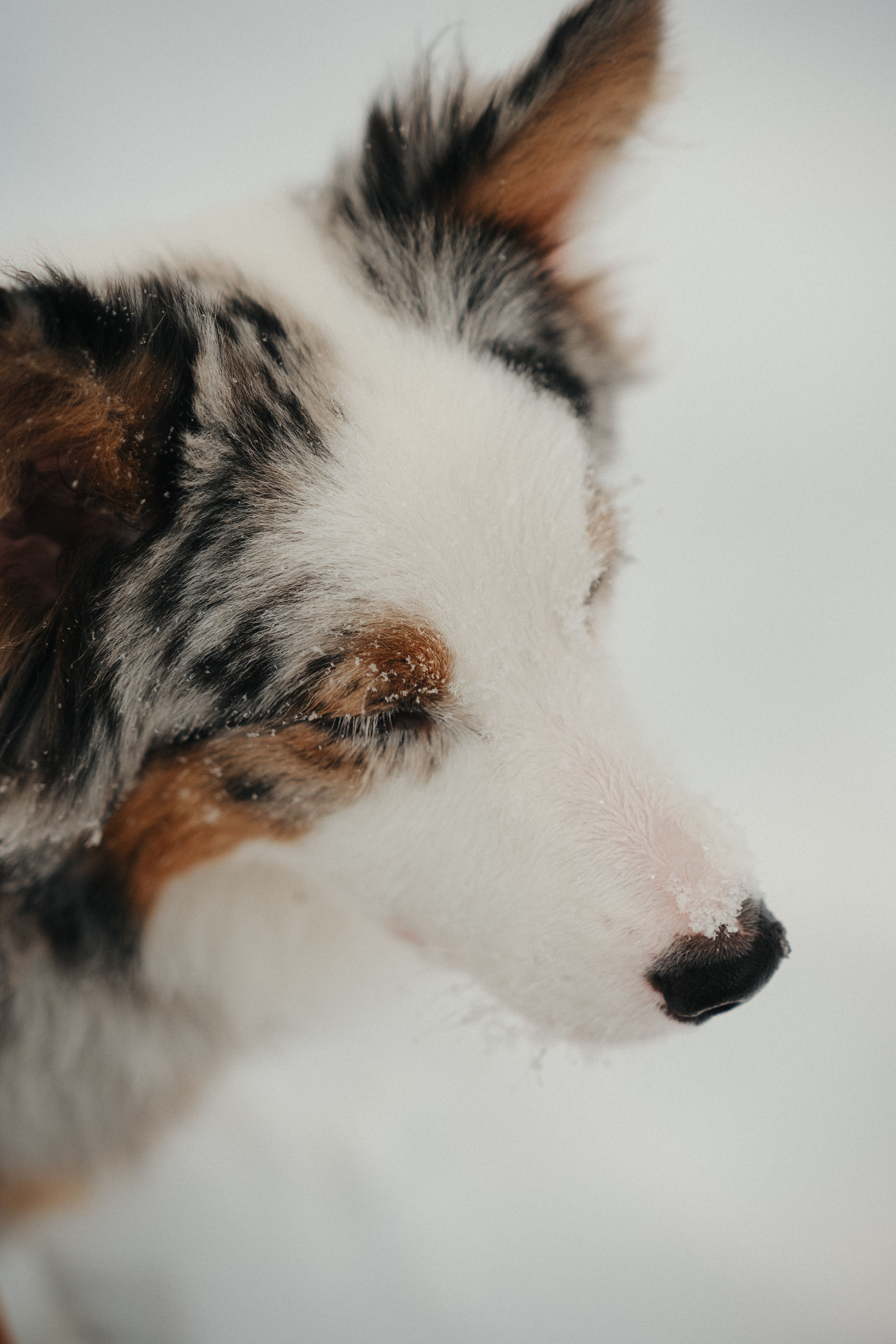 Goofy Dog Photos, Download The BEST Free Goofy Dog Stock Photos & HD Images