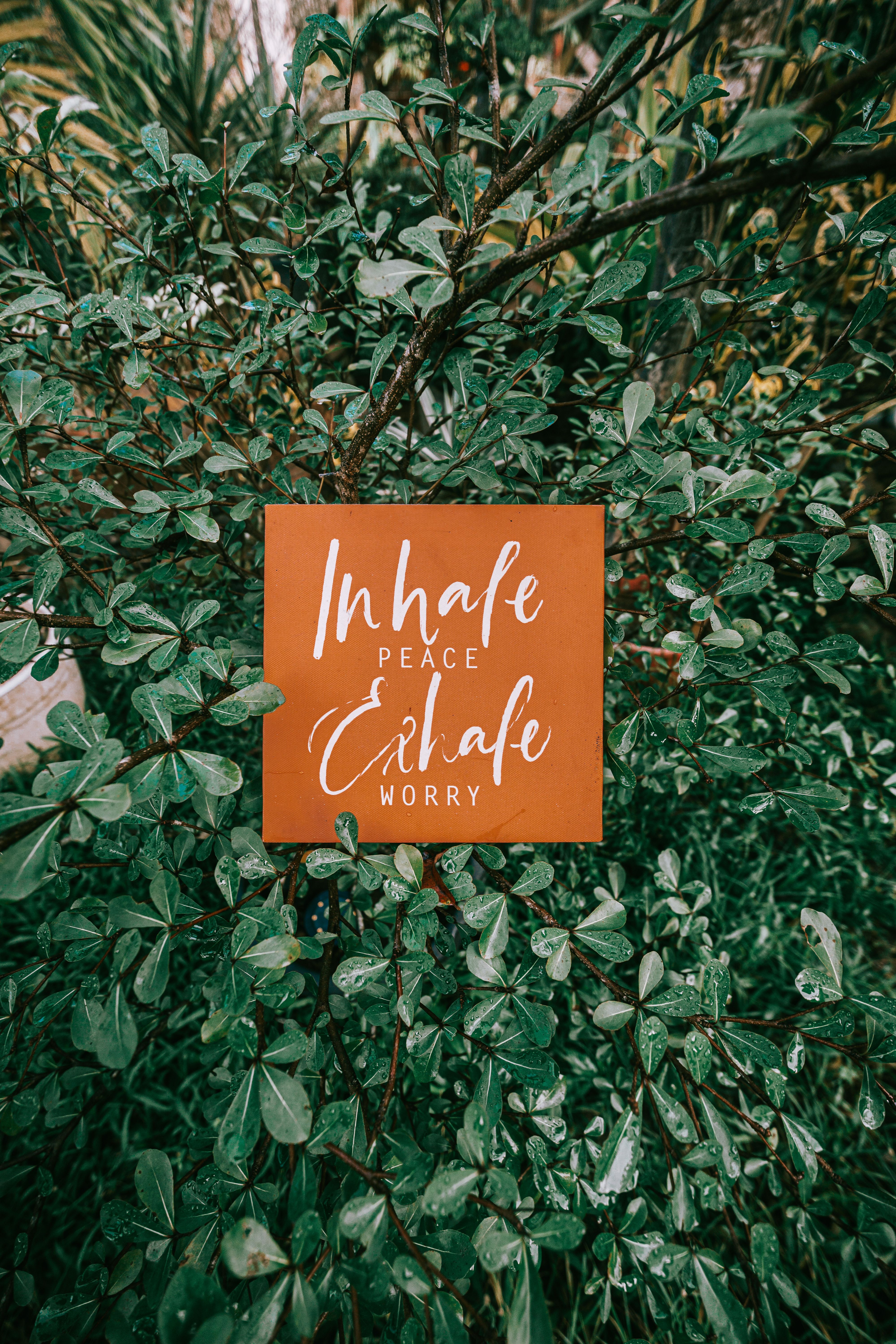 Motivational Sign Amid Green Foliage Outdoors · Free Stock Photo