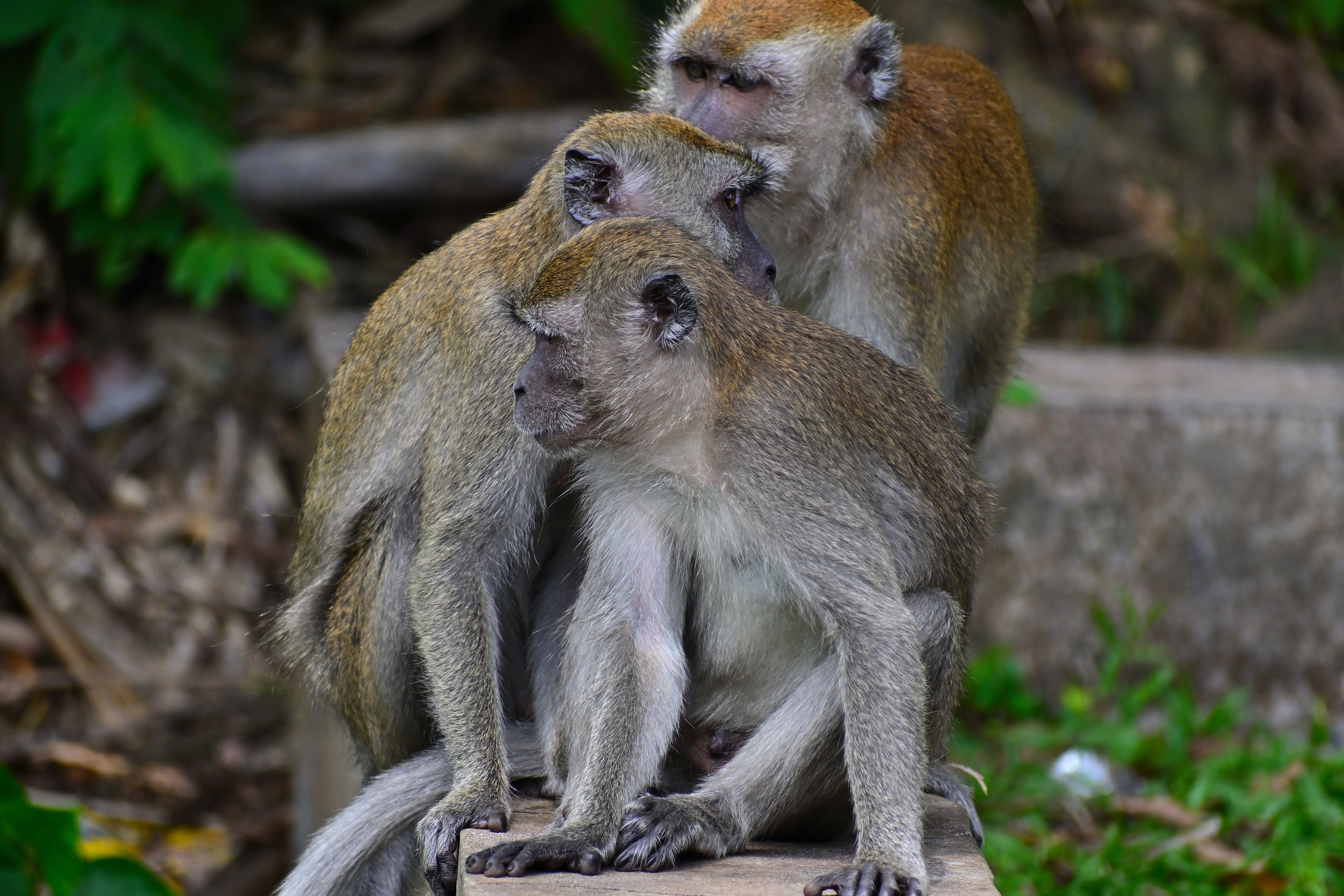 Group of Long-tailed Macaques in Johor Bahru · Free Stock Photo