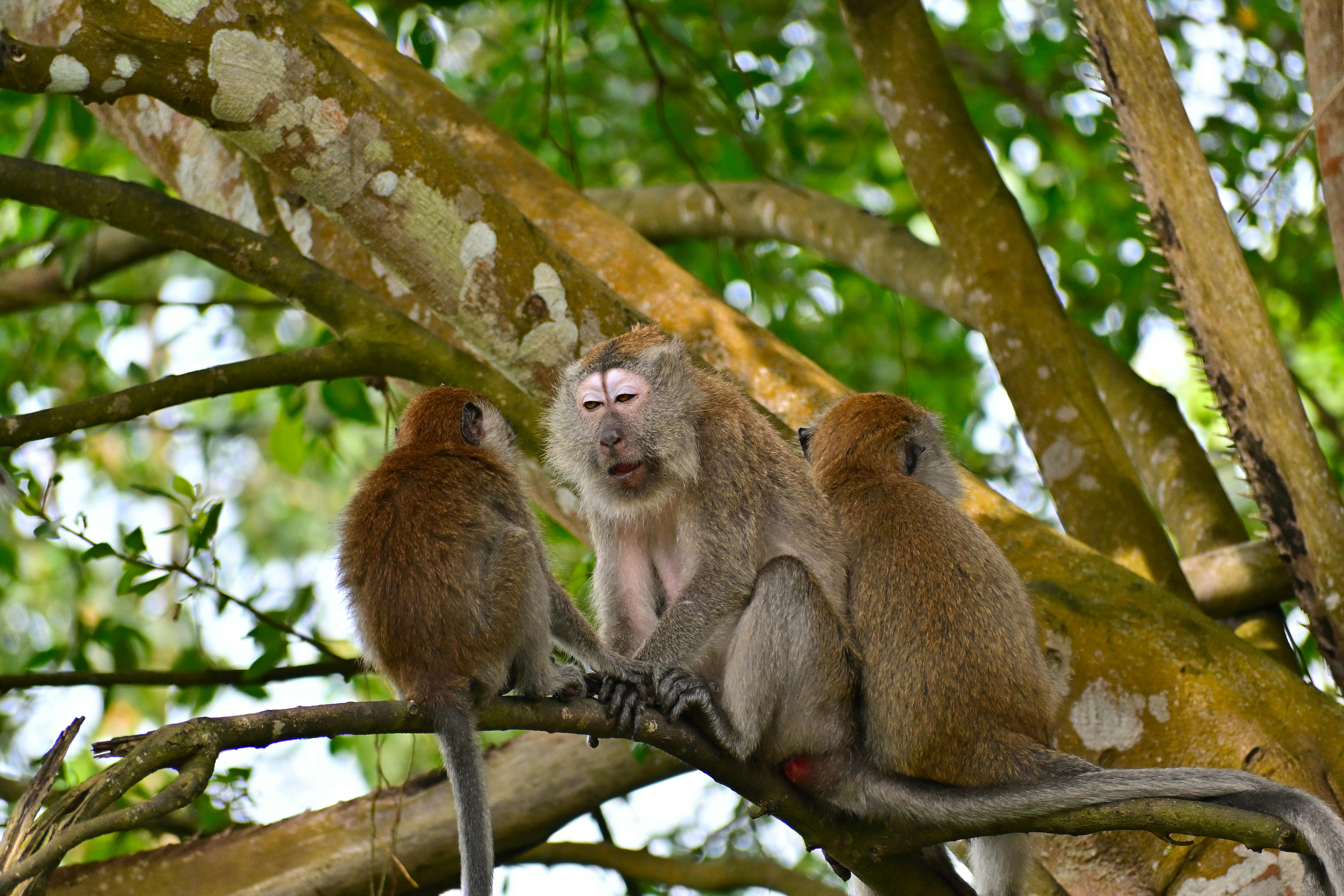 Signal+Group+Video+Chat+Latest Photos, Download The BEST Free Signal ...