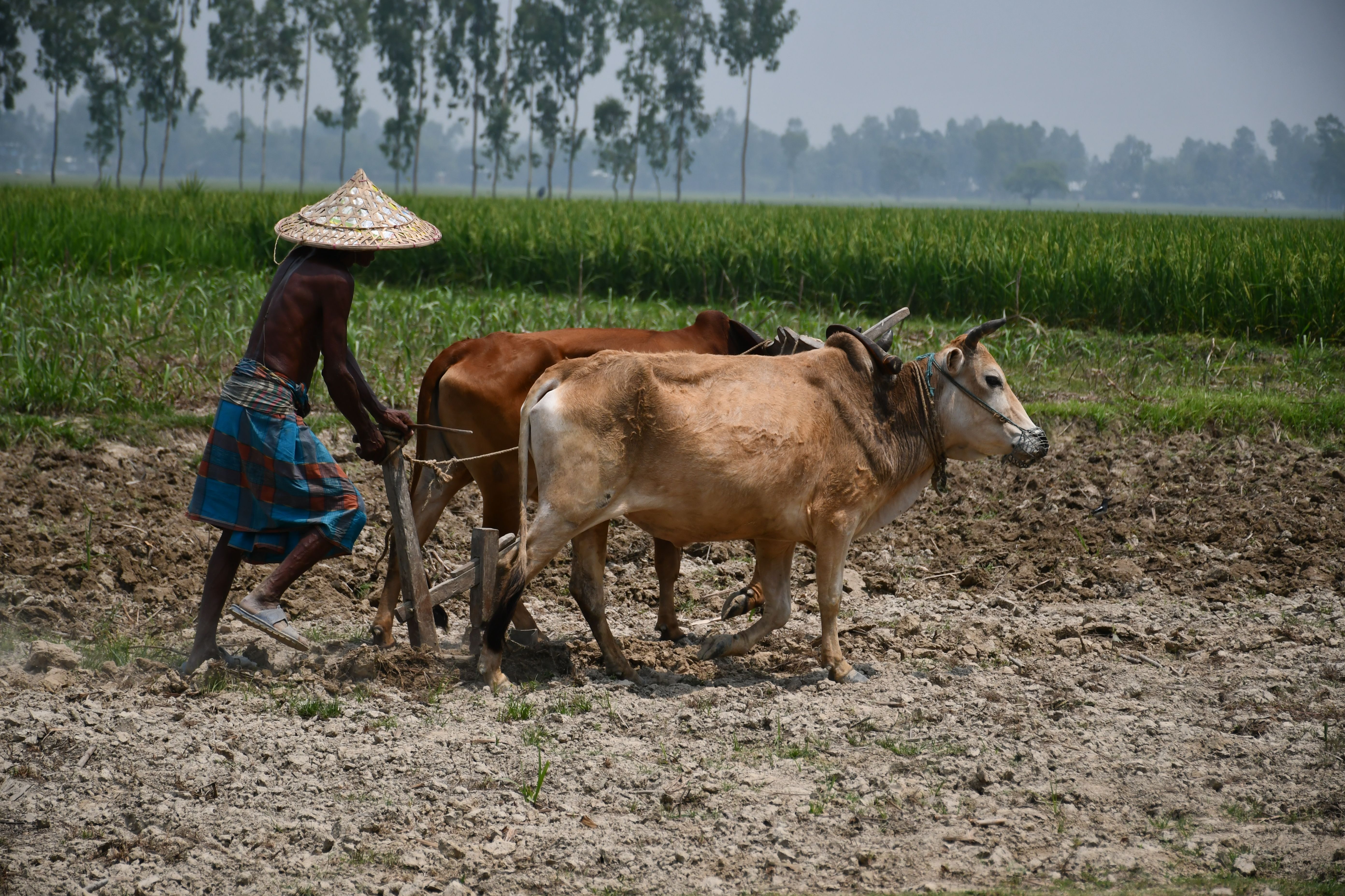 Kerala Oxen Plowing Paddy Field Photos, Download The BEST Free Kerala ...