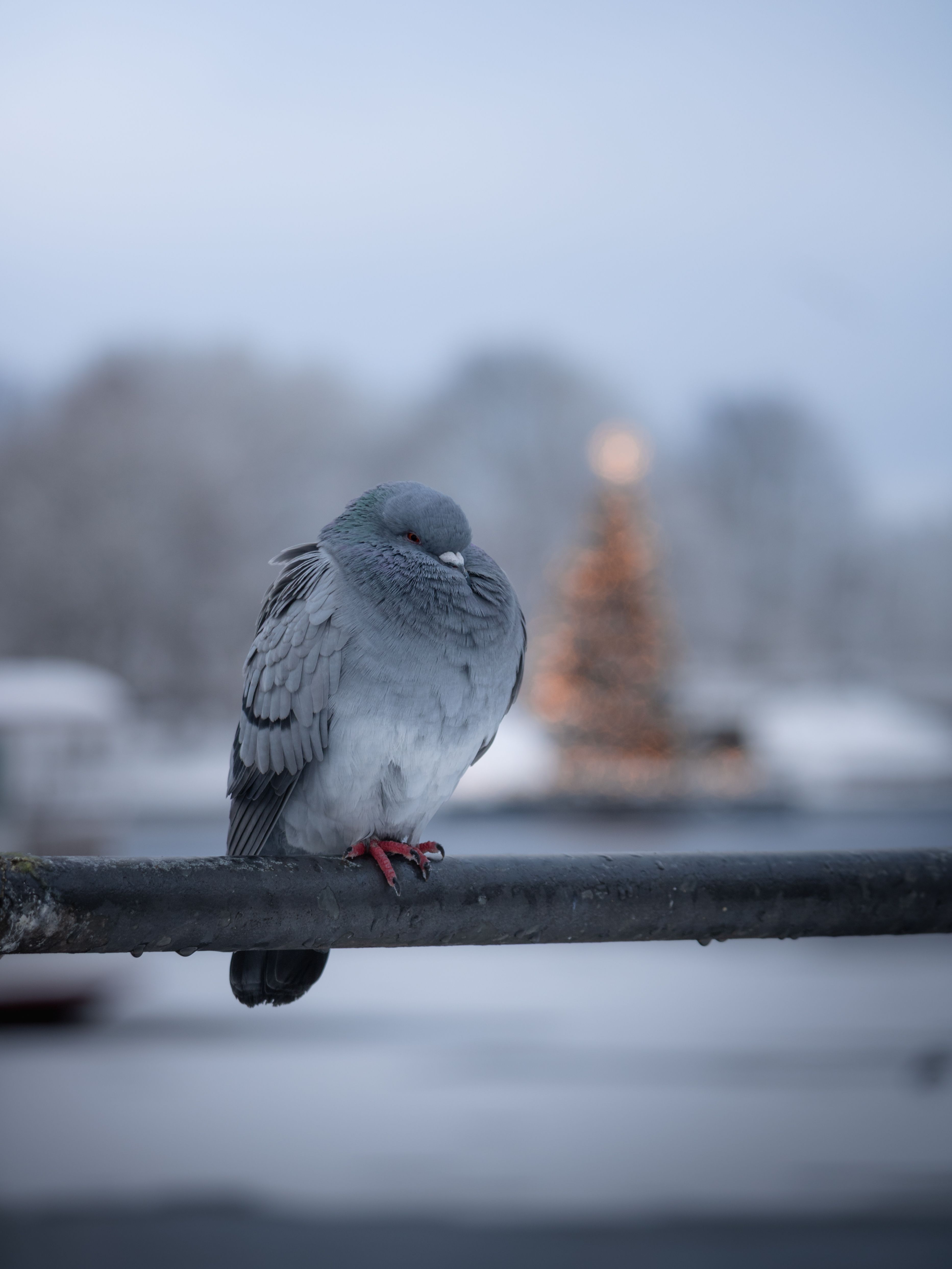 Animal Wallpaper Background Photos, Download The BEST Free Animal ...