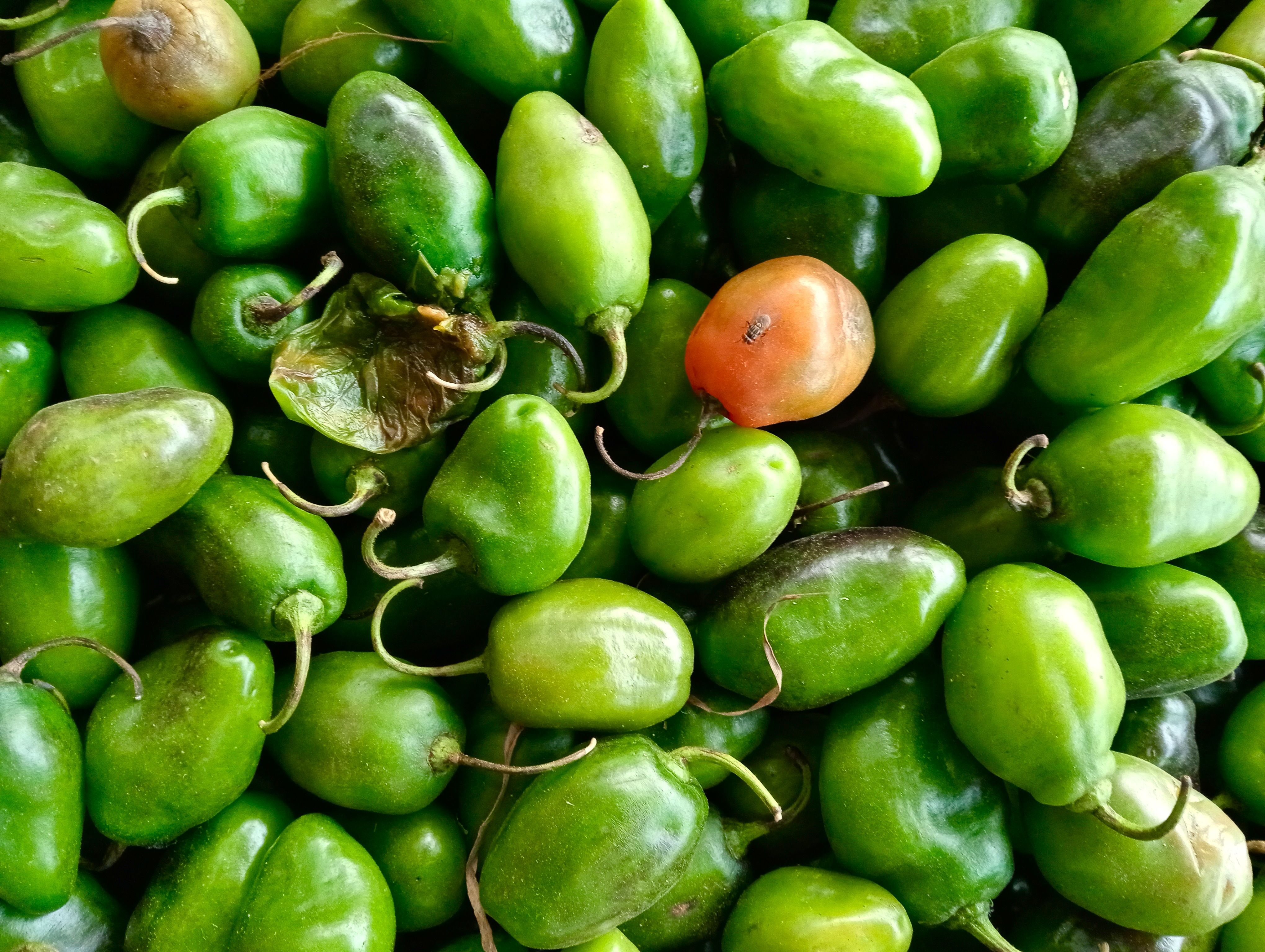 Chili Pepper Photos, Download The BEST Free Chili Pepper Stock Photos ...