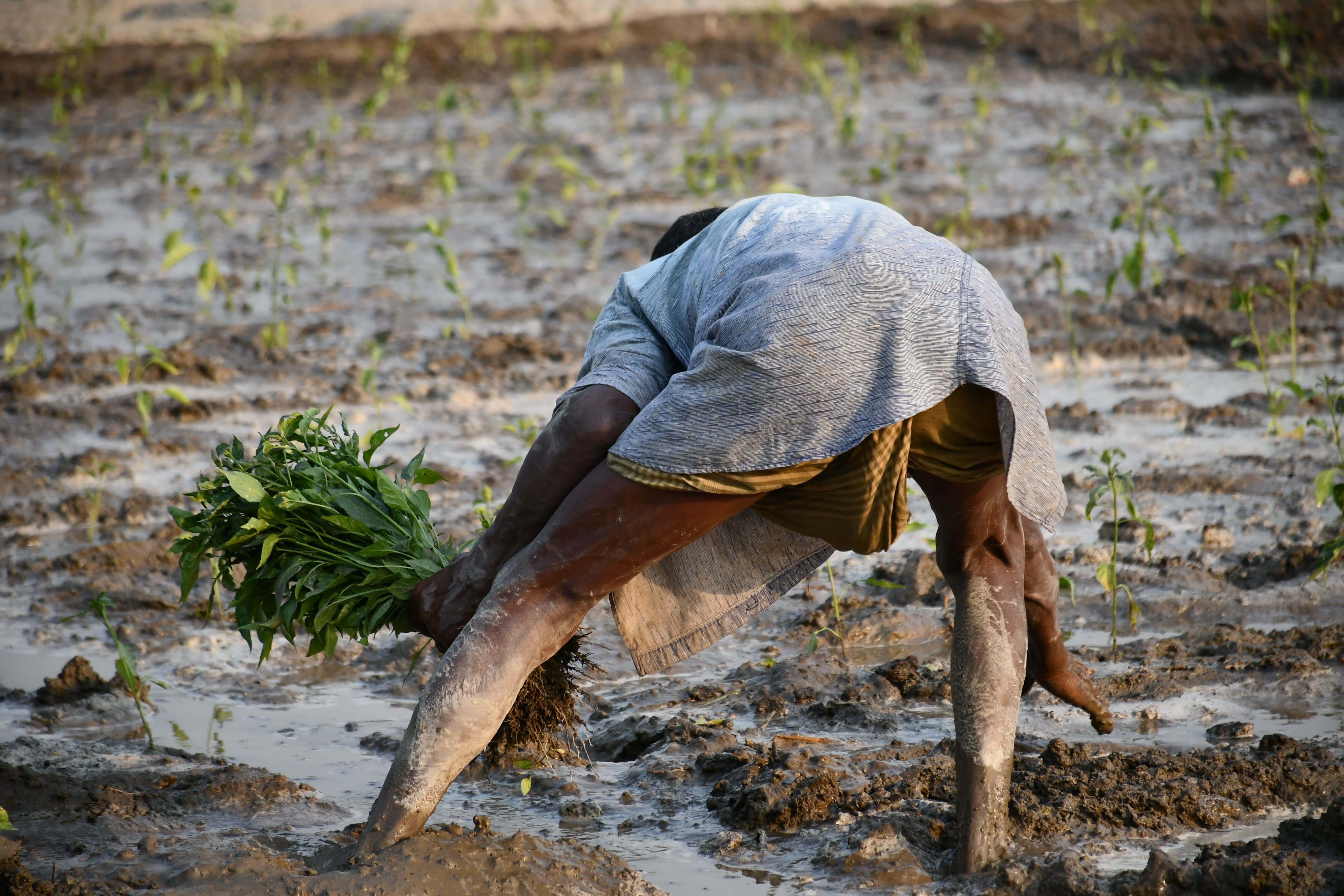 Farmer Planting Rice in Muddy Field · Free Stock Photo