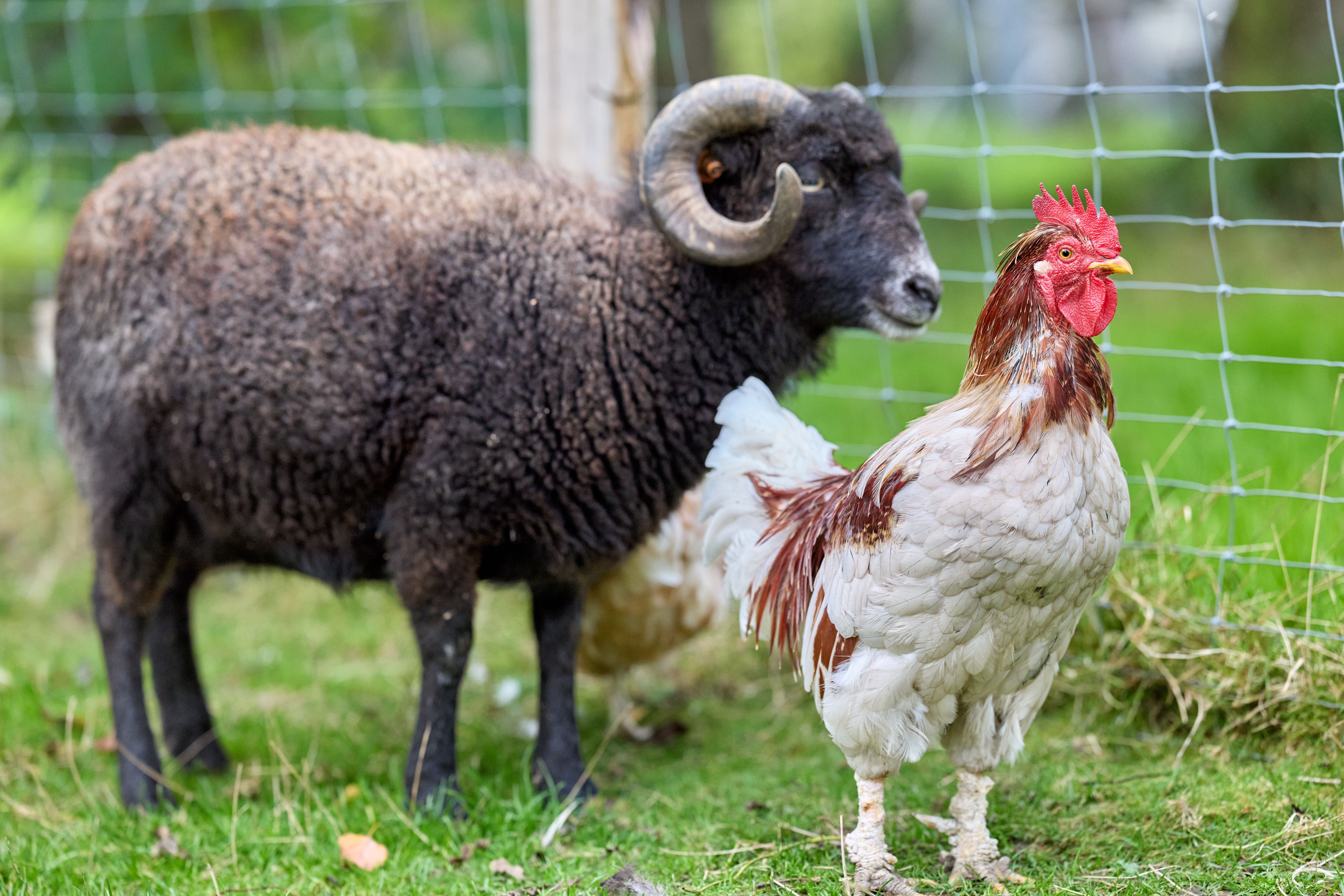 Shocked Rooster Photos, Download The BEST Free Shocked Rooster Stock ...