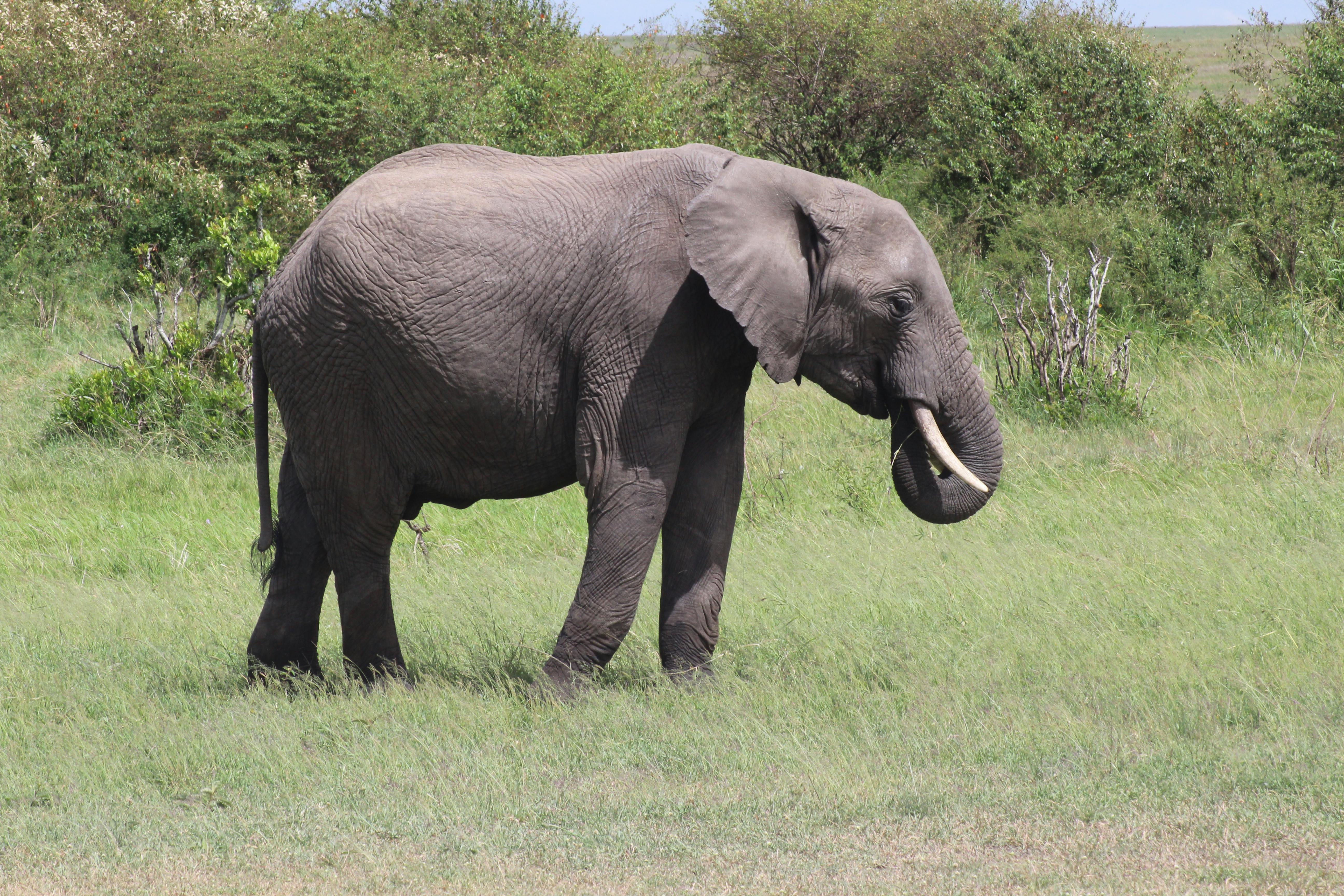 Kuma+Tamu+Kenya+Picha Photos, Download The BEST Free Kuma+Tamu+Kenya ...