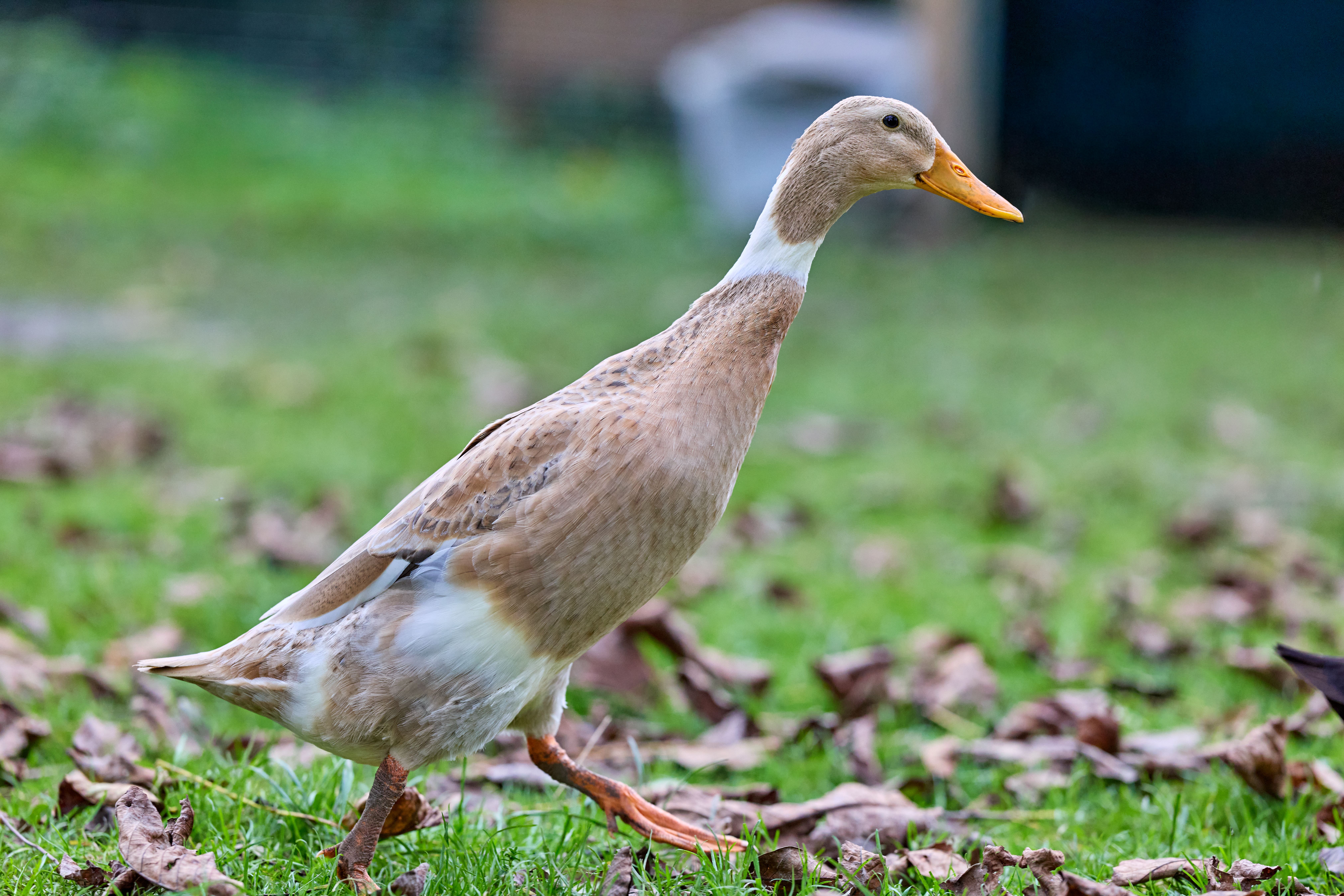 Imprinting Duck Photos, Download The BEST Free Imprinting Duck Stock ...