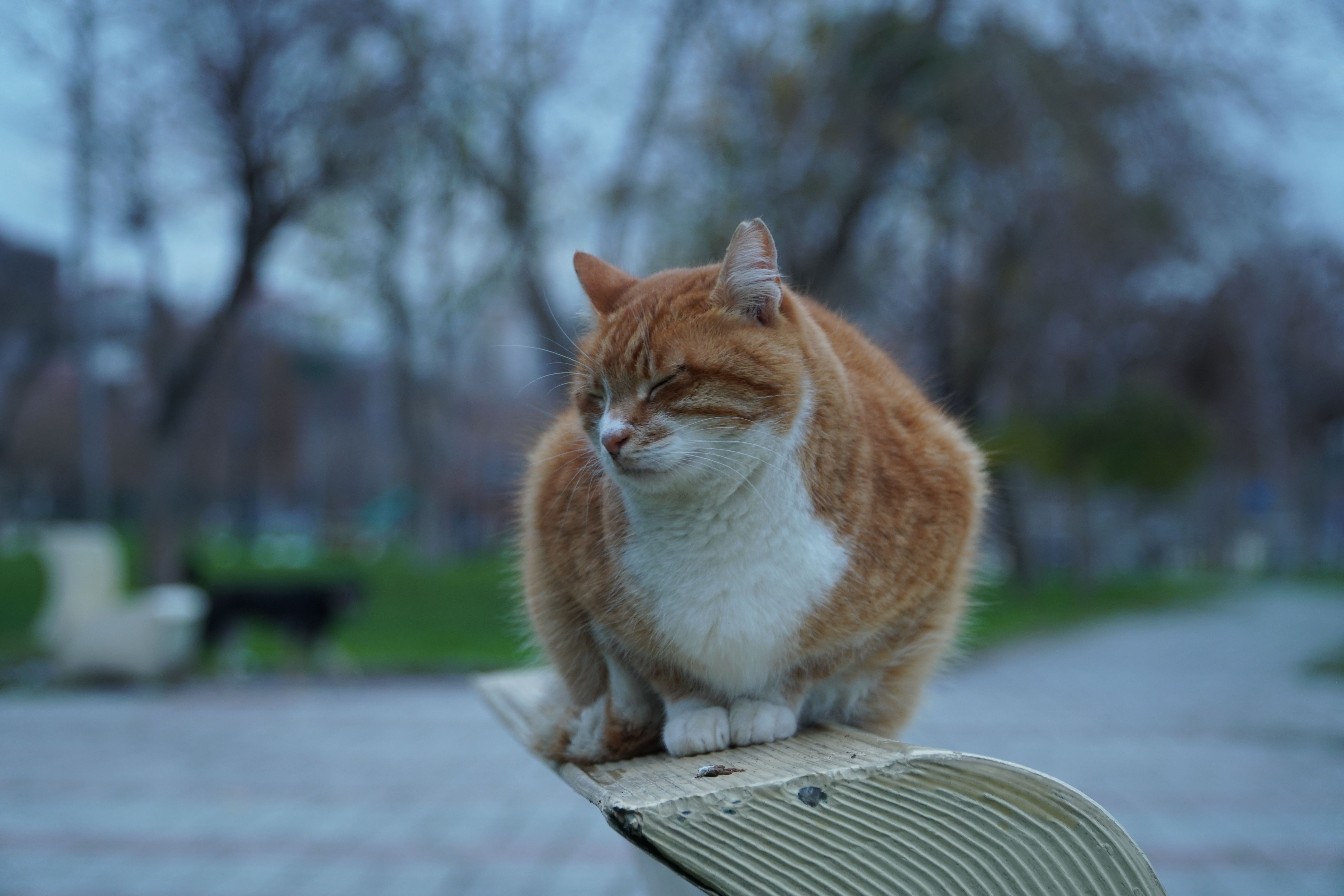 Cool Cat Photos, Download The BEST Free Cool Cat Stock Photos & HD Images