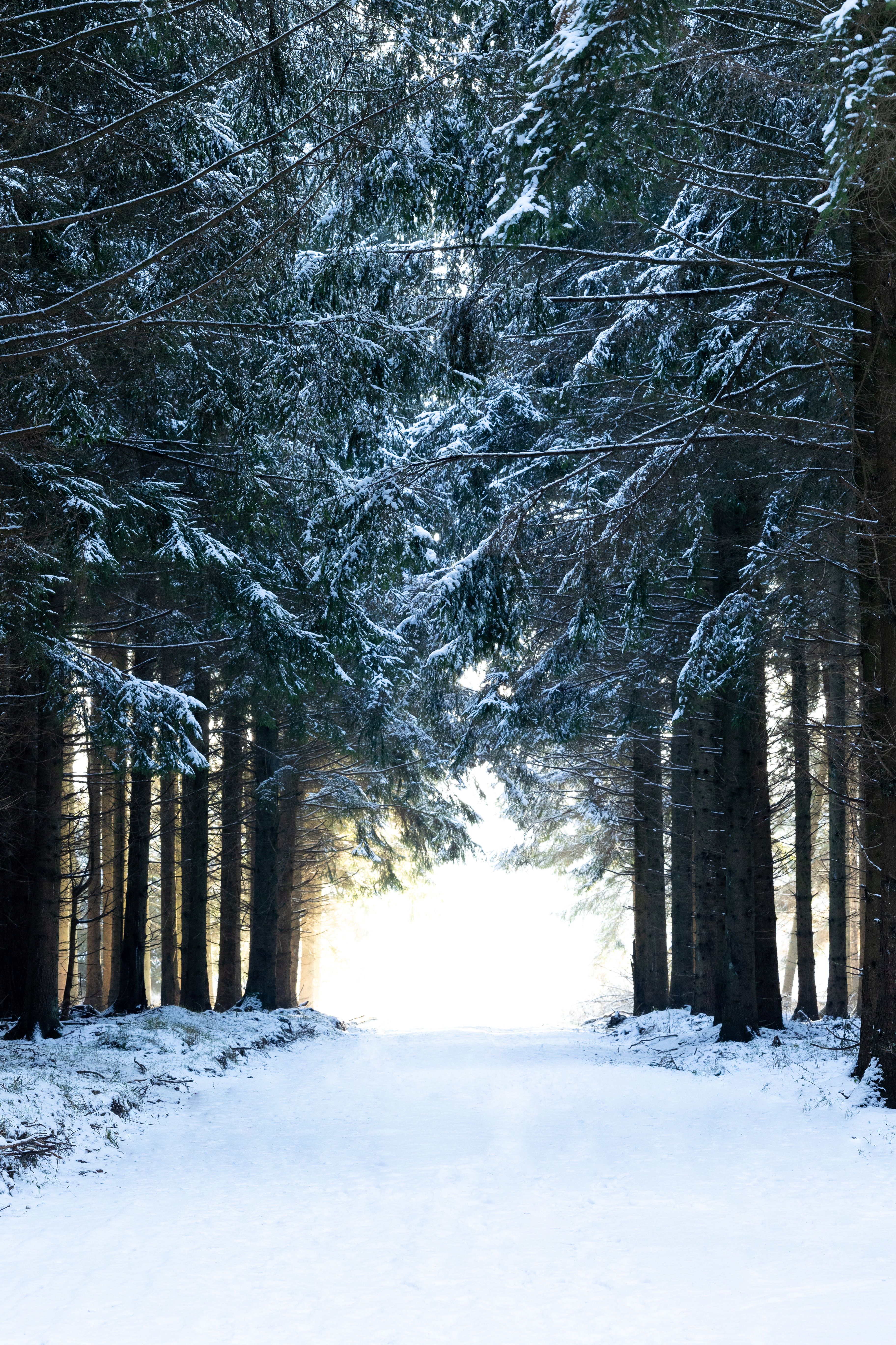 Winter Forrest Background Photos, Download The BEST Free Winter Forrest ...