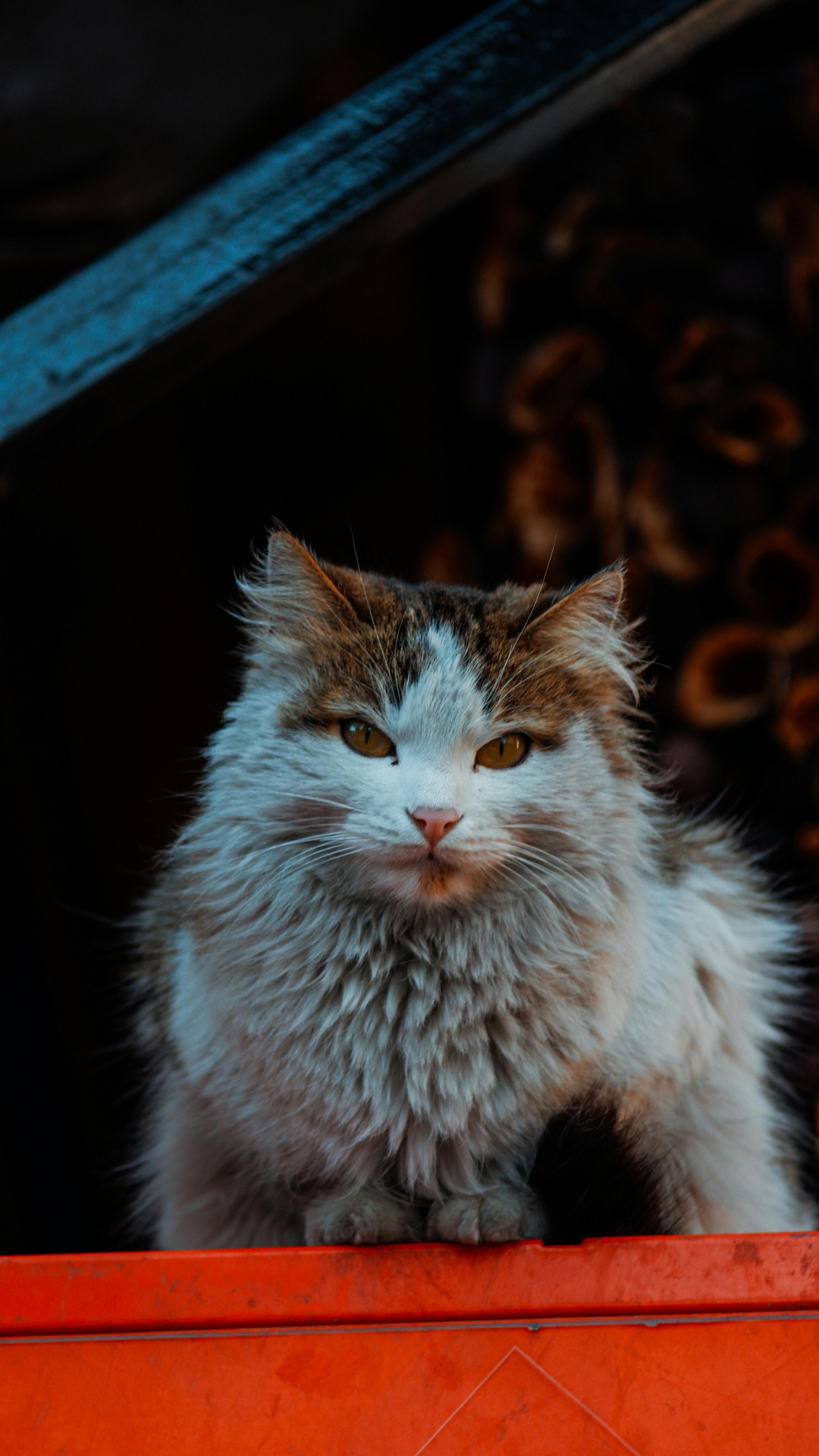 809.324+ Fotos y Imágenes de Papel+colores+a4 Gratis · Banco de Fotos ...