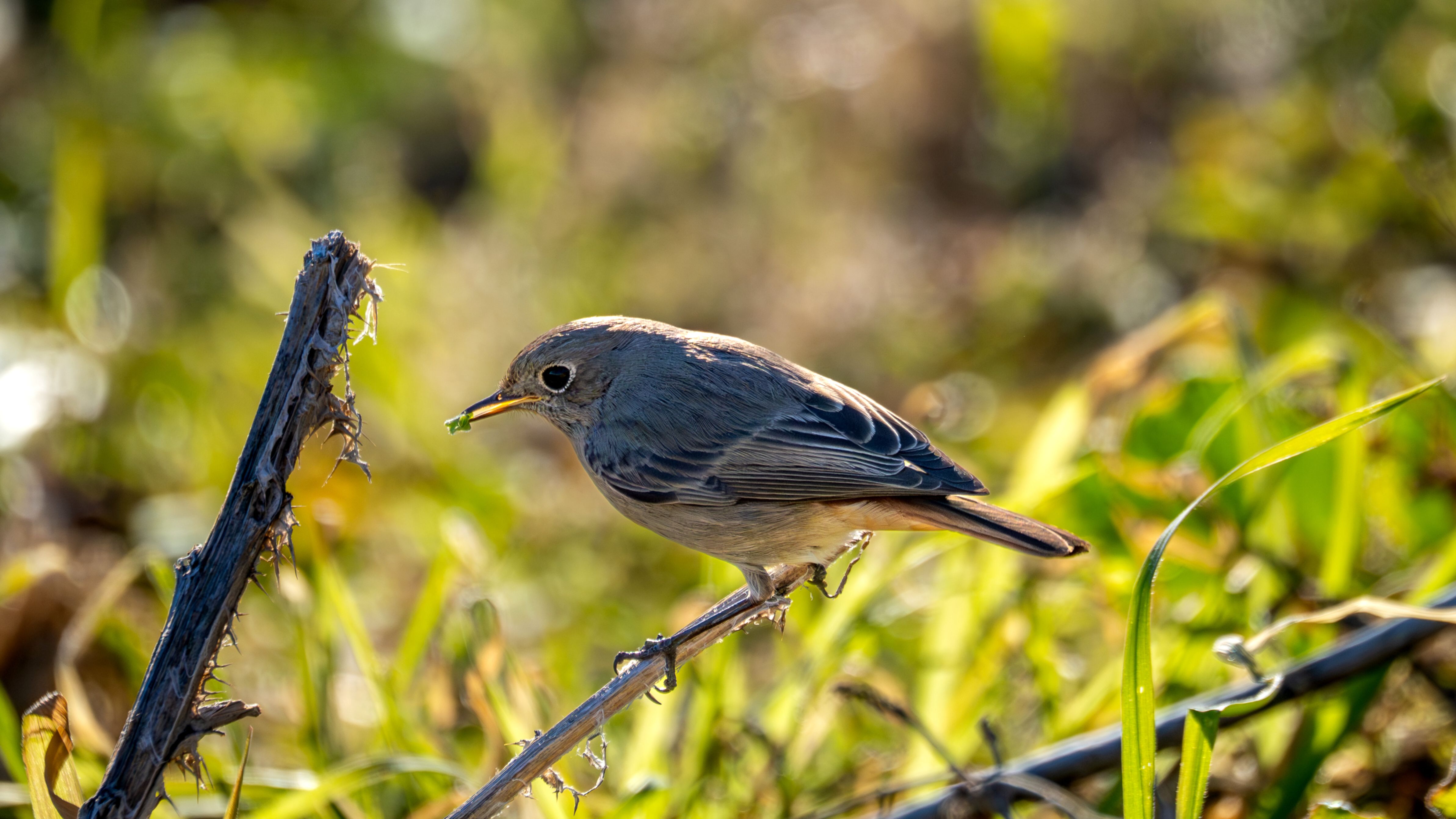 Close-up of a Bird Perching on a Branch in Nature · Free Stock Photo