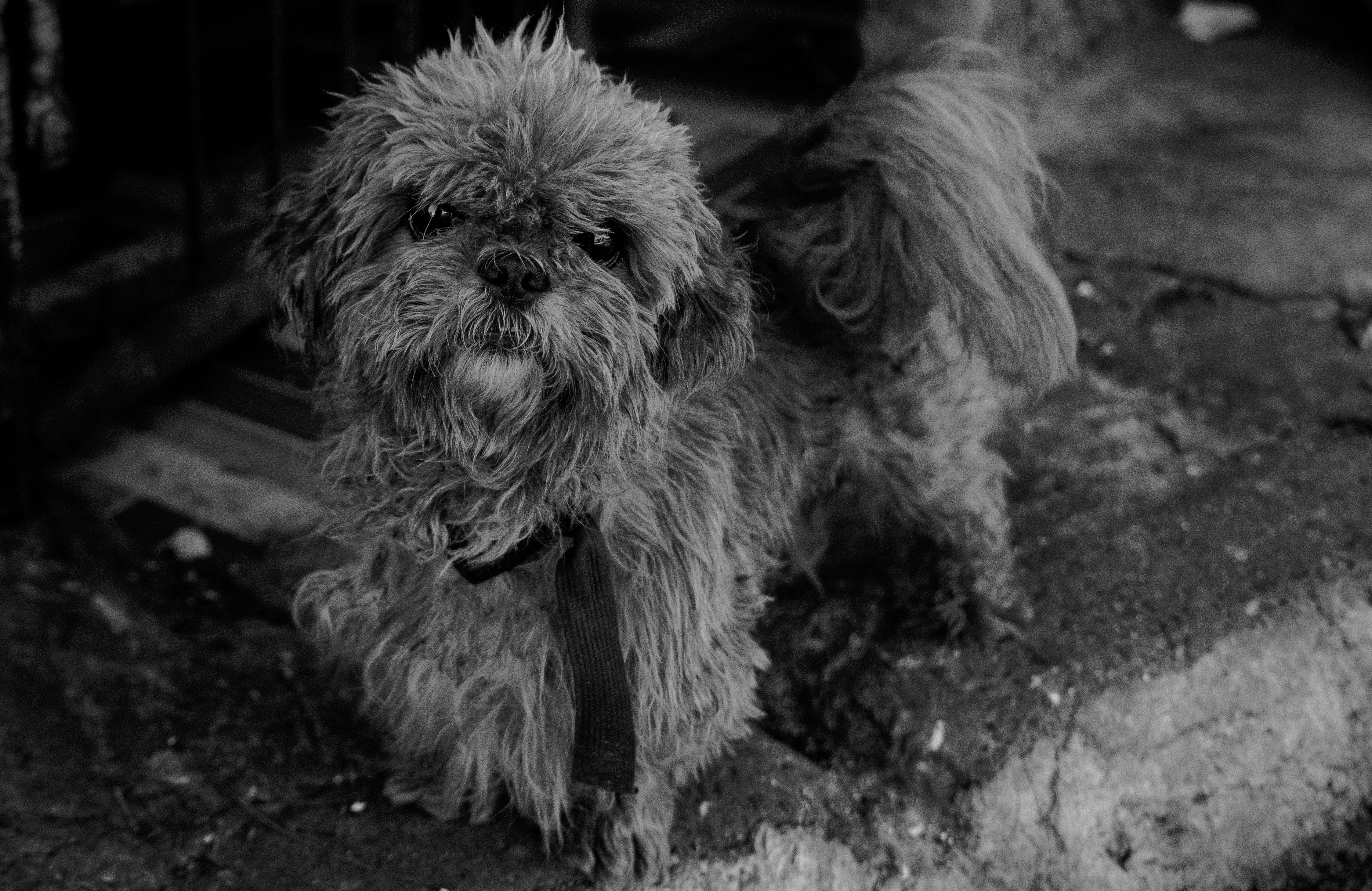 50,000+ Best Dog Photos · 100% Free Download · Pexels Stock Photos