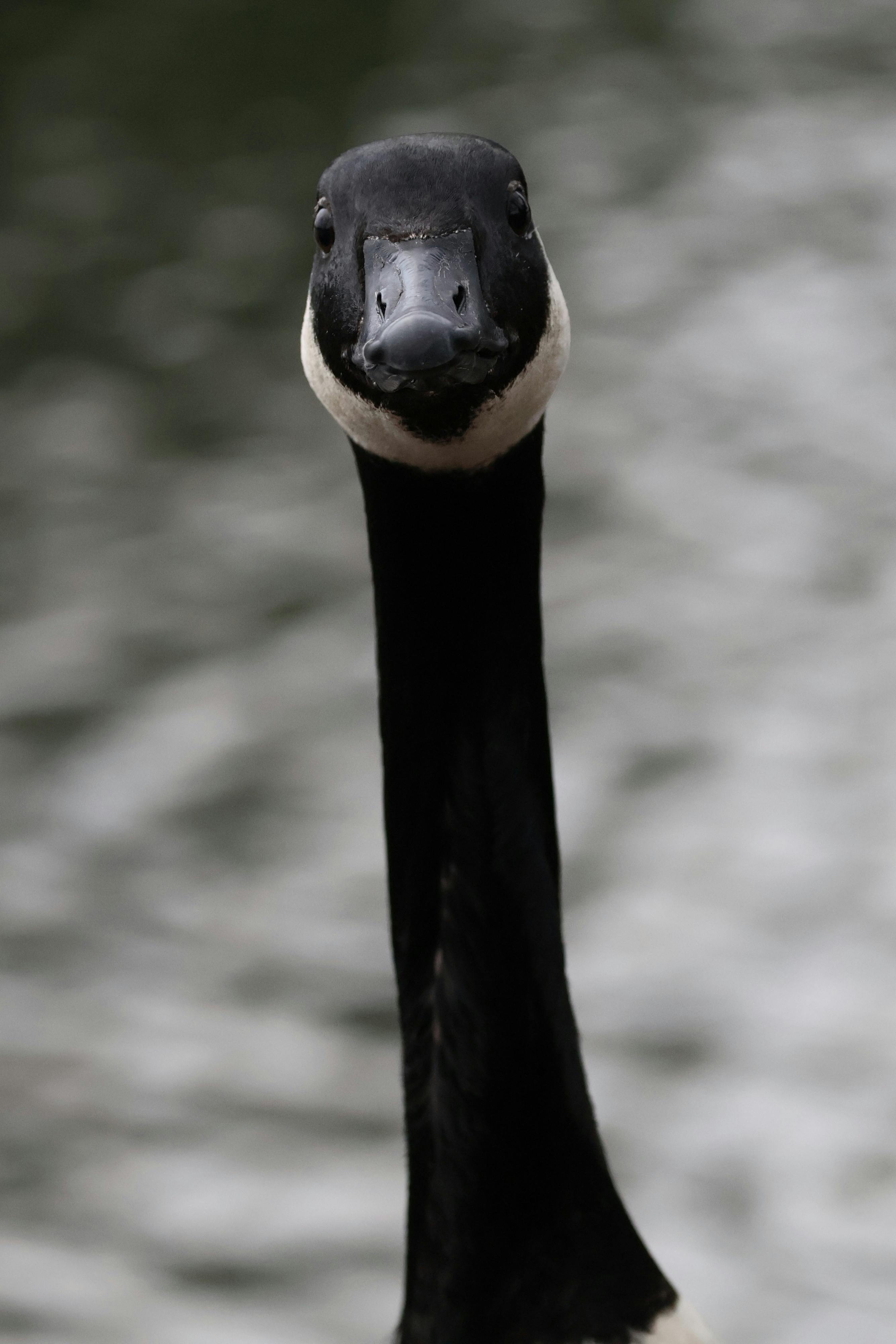 Close-Up Portrait of a Canada Goose in England · Free Stock Photo