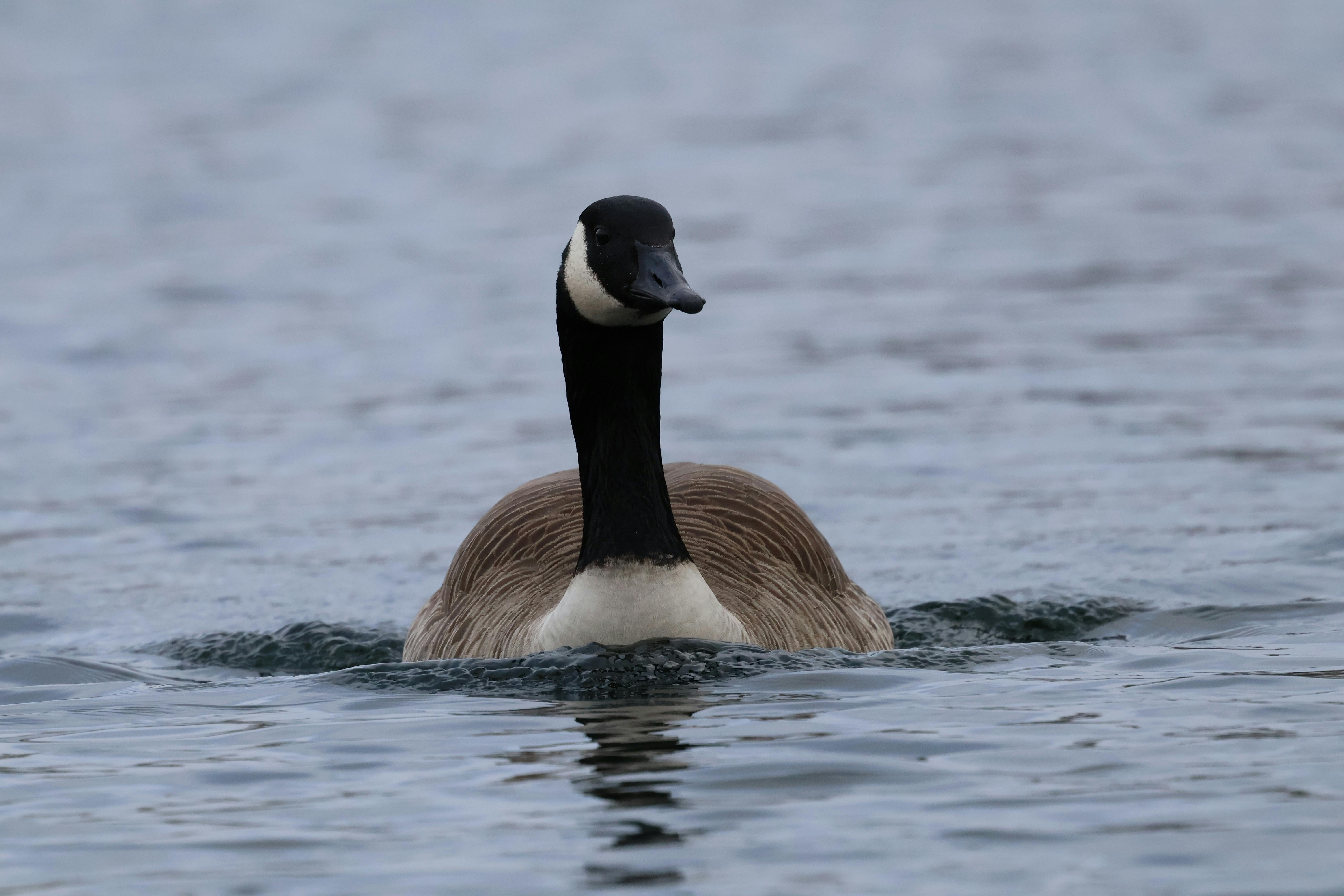 130.026+ Fotos y Imágenes de Came+a+six Gratis · Banco de Fotos Gratis