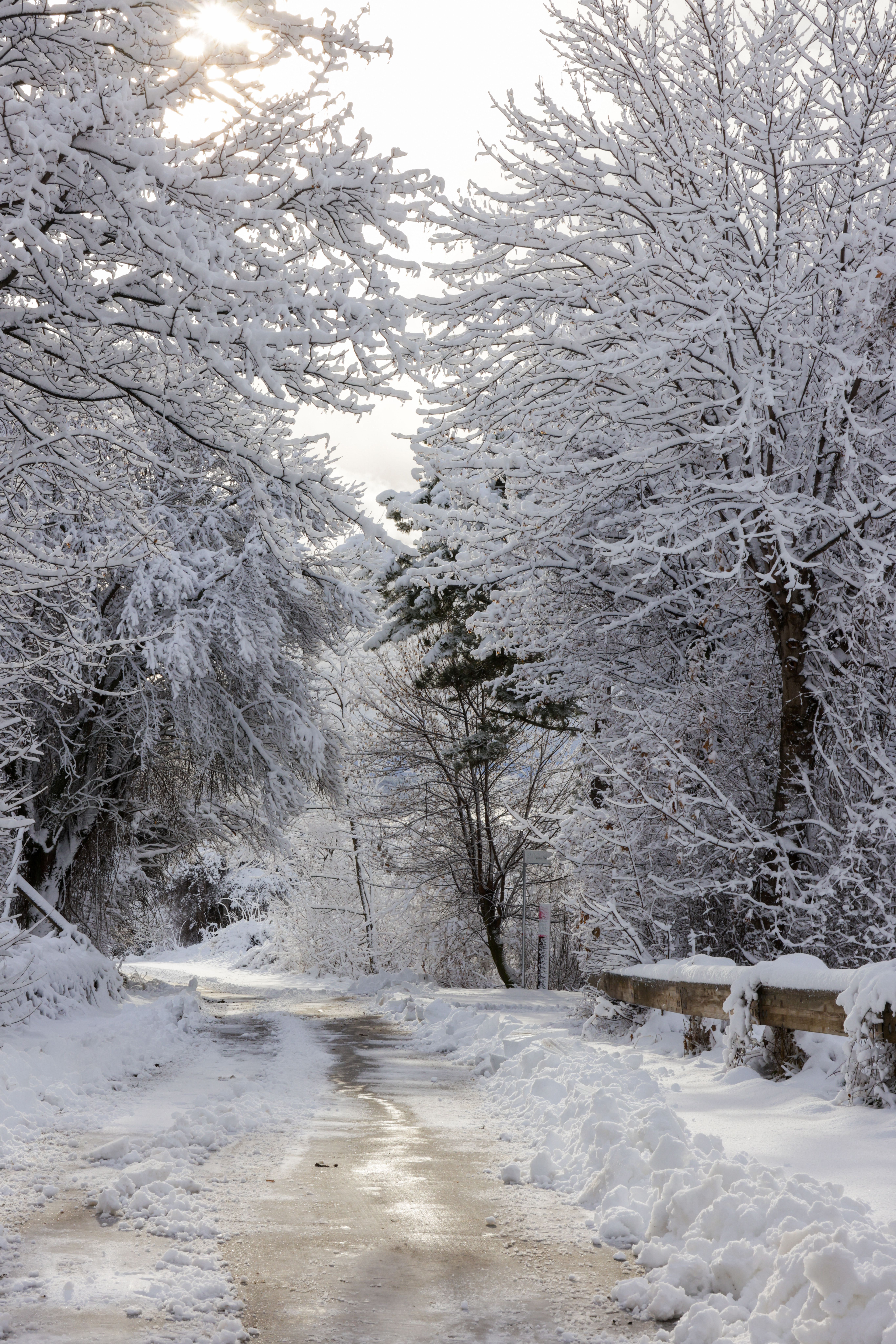 Serene Snowy Forest Path in Winter · Free Stock Photo