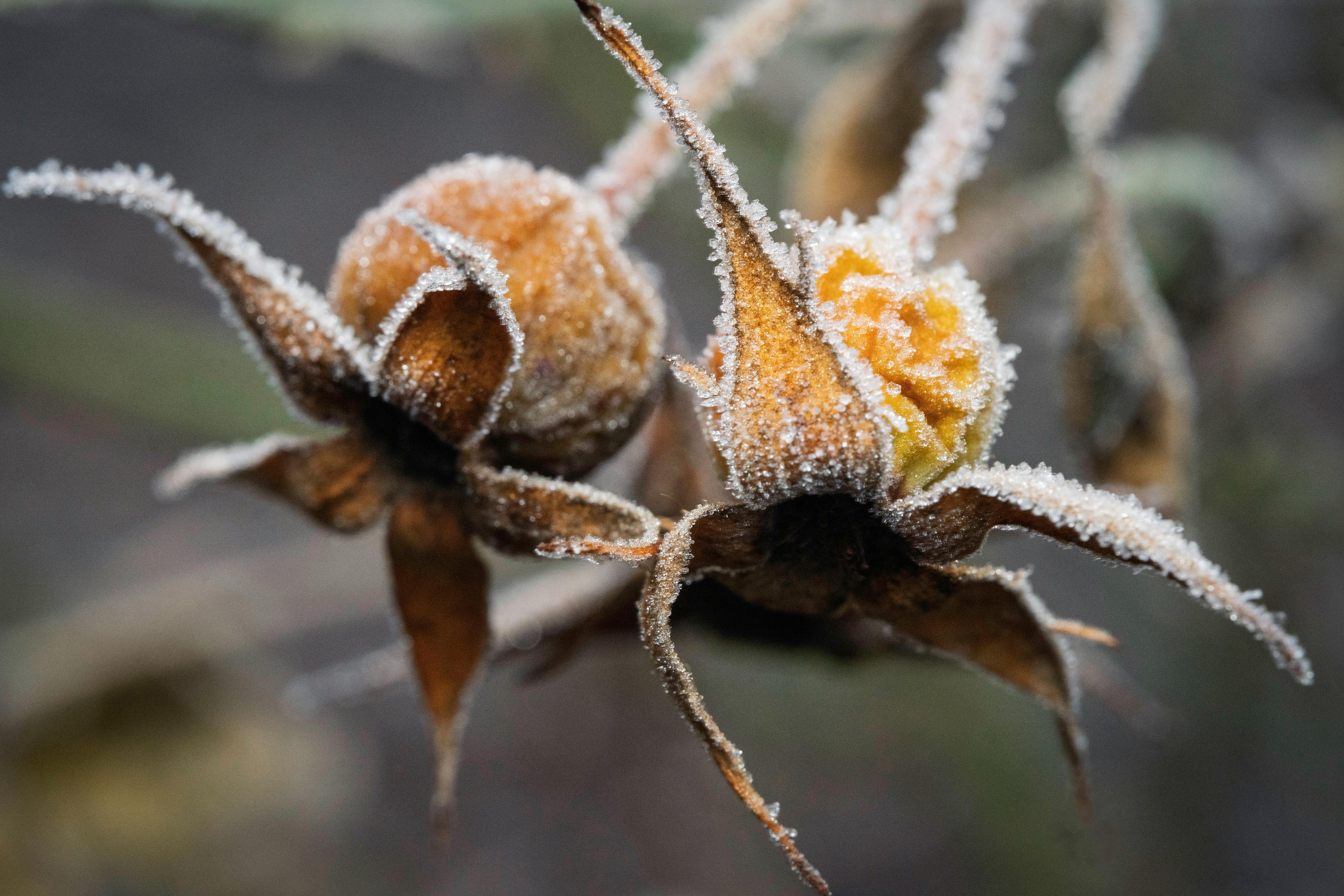 Close-Up of Frost-Covered Rose Hips · Free Stock Photo